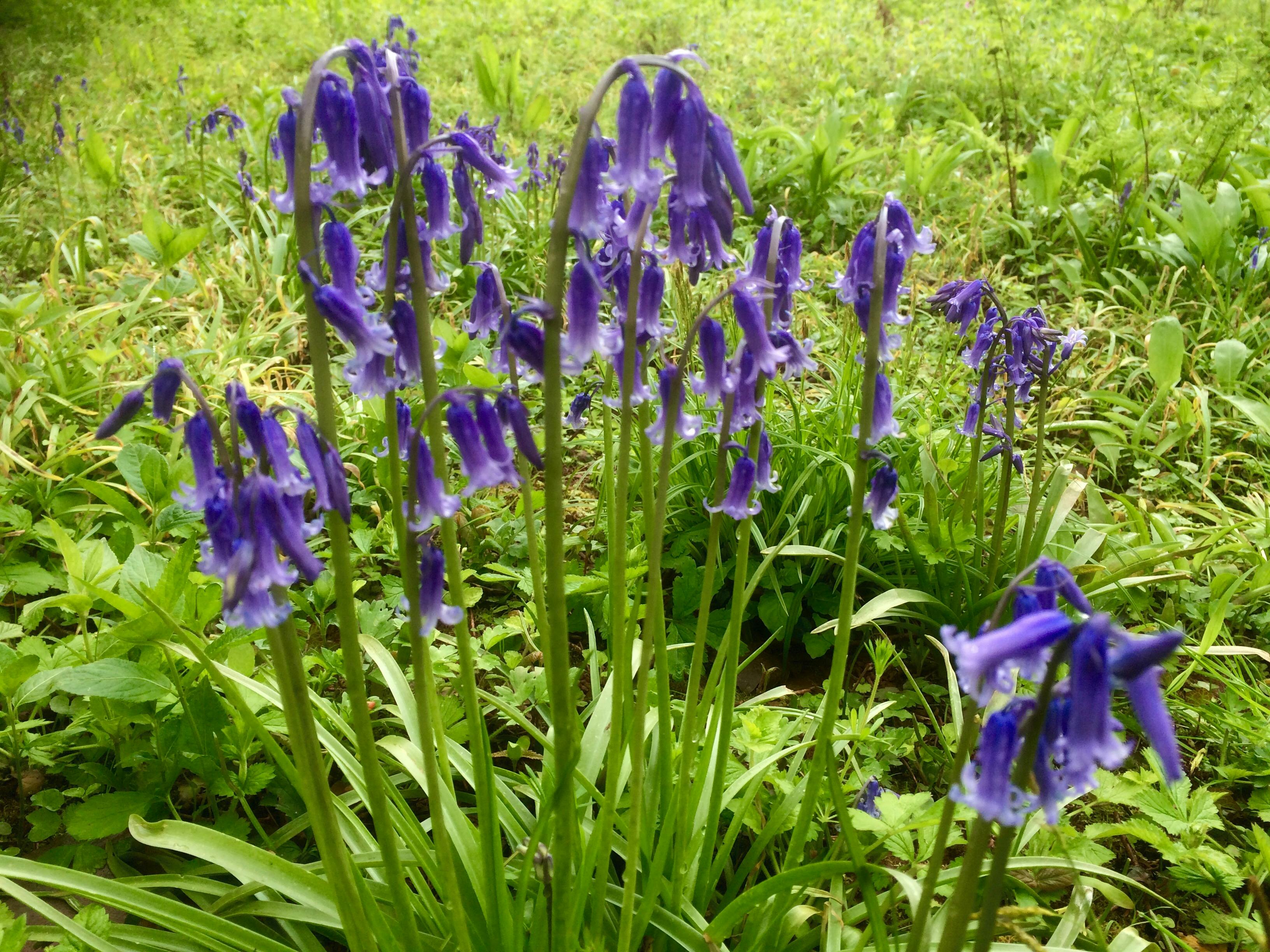 Free stock photo of bluebells, field, flower