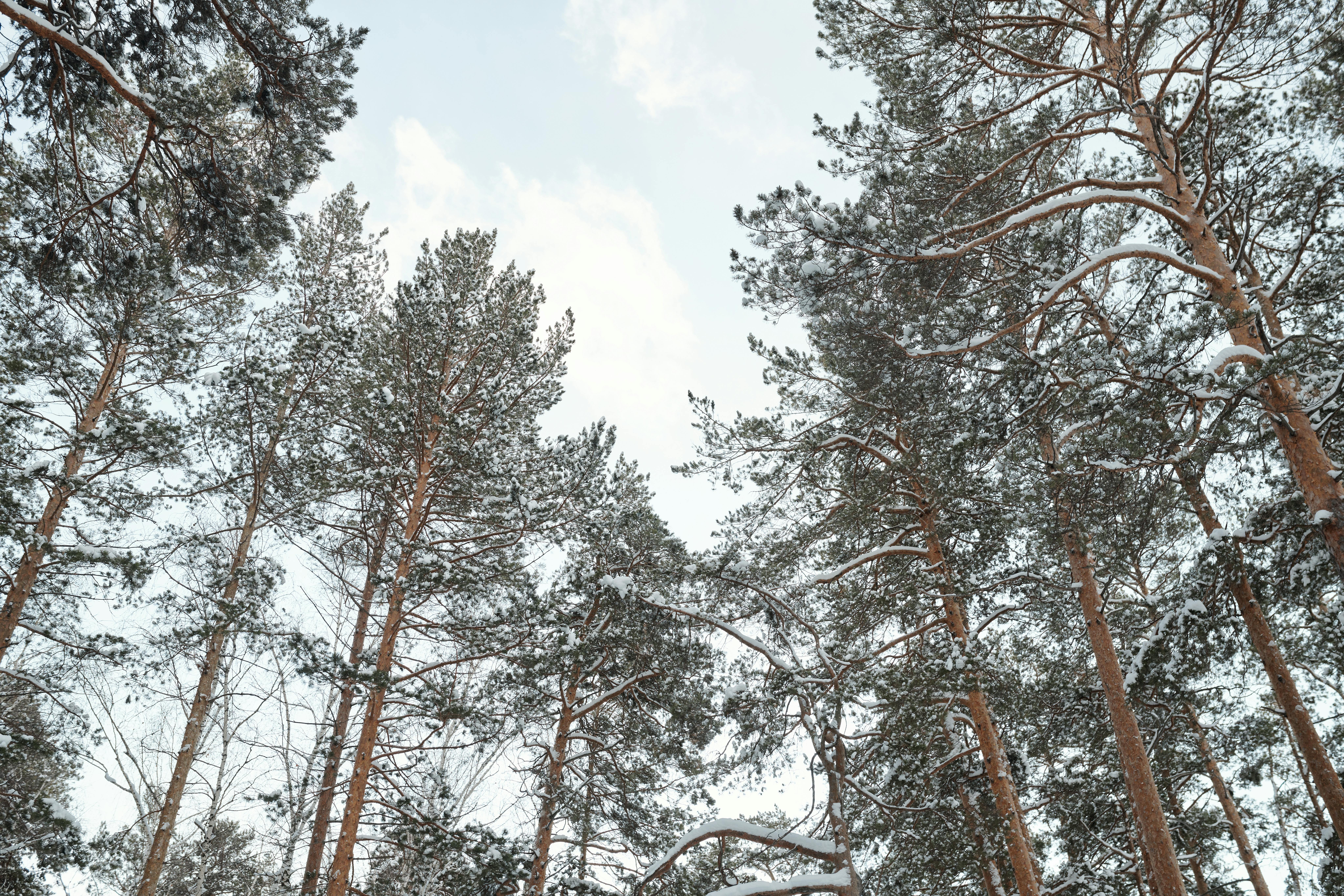 Photo of Trees During Winter · Free Stock Photo