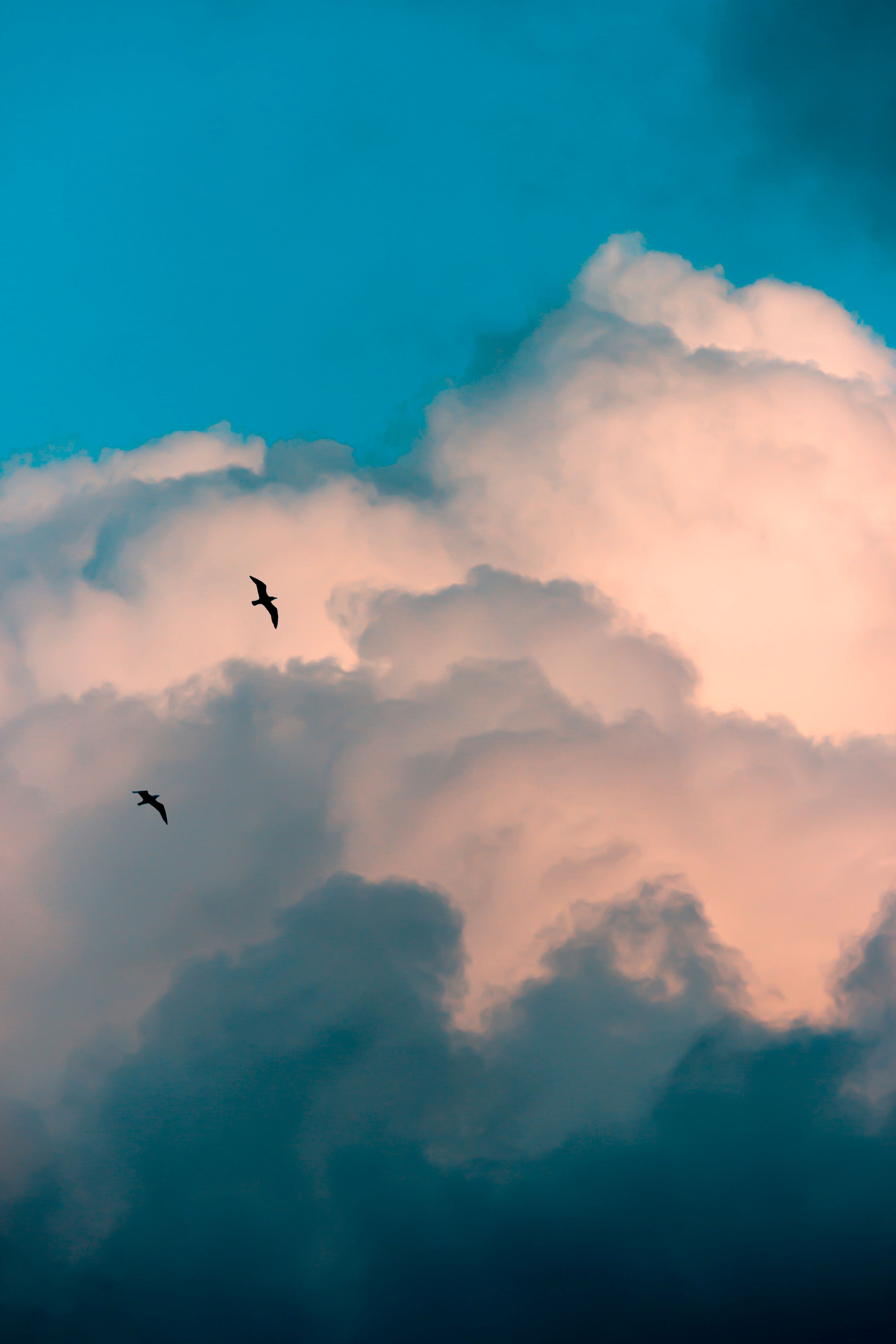 Birds Flying in the Air · Free Stock Photo
