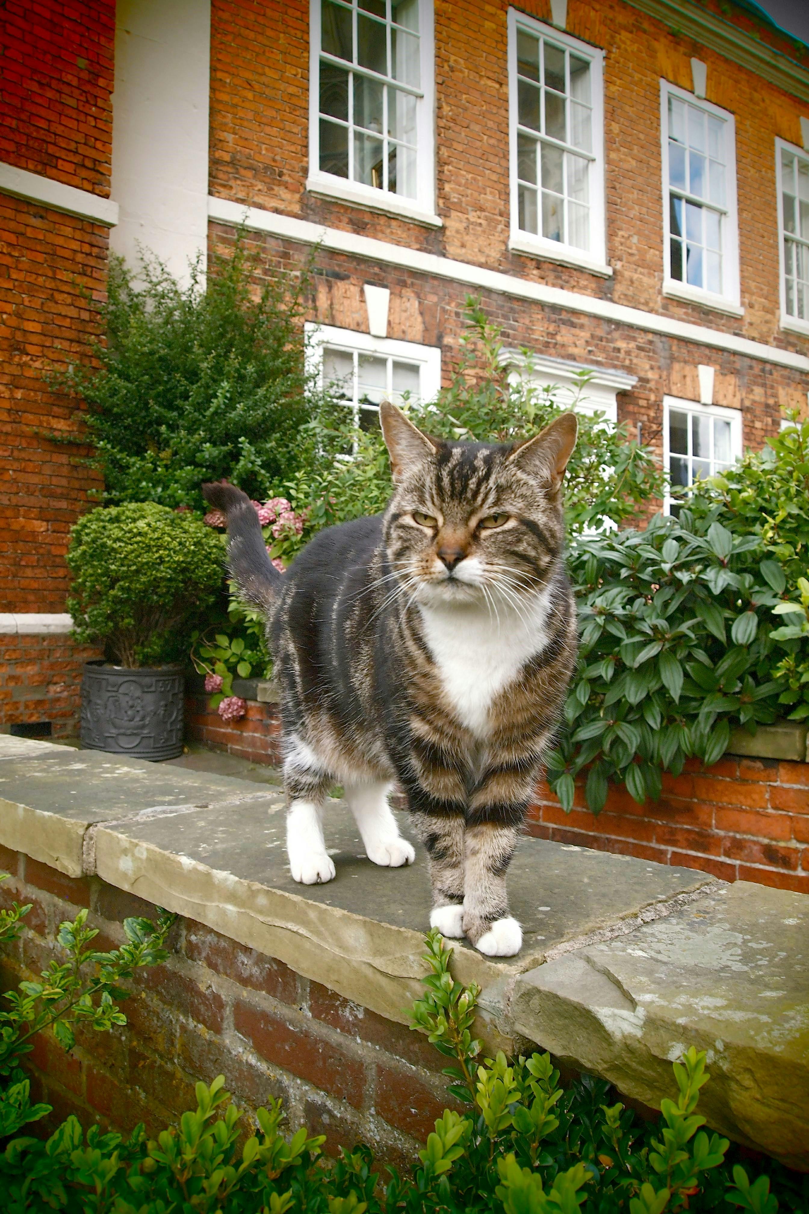 Free stock photo of animal, cat, church