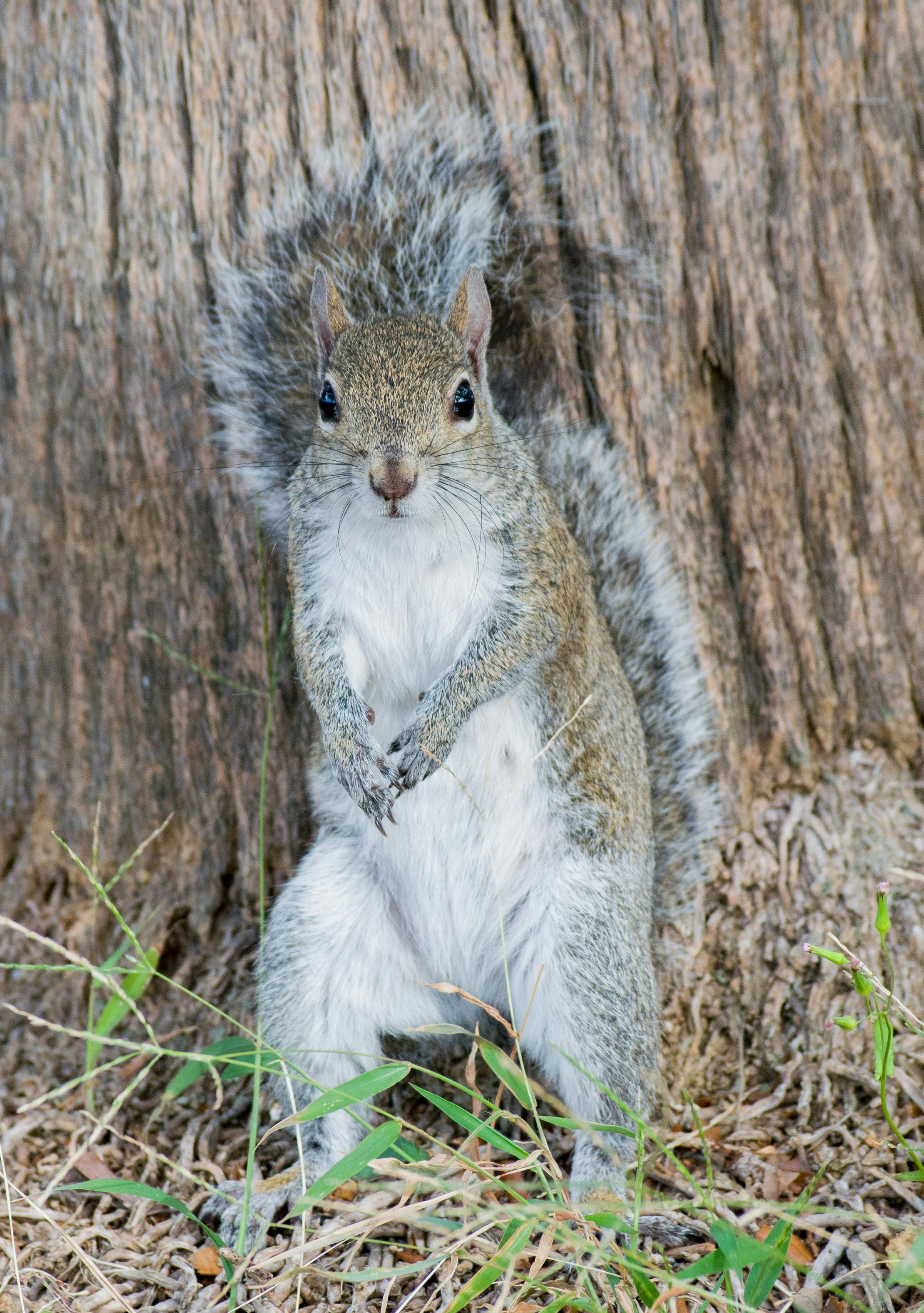 Brown and Gray Rodent on Green Grass · Free Stock Photo