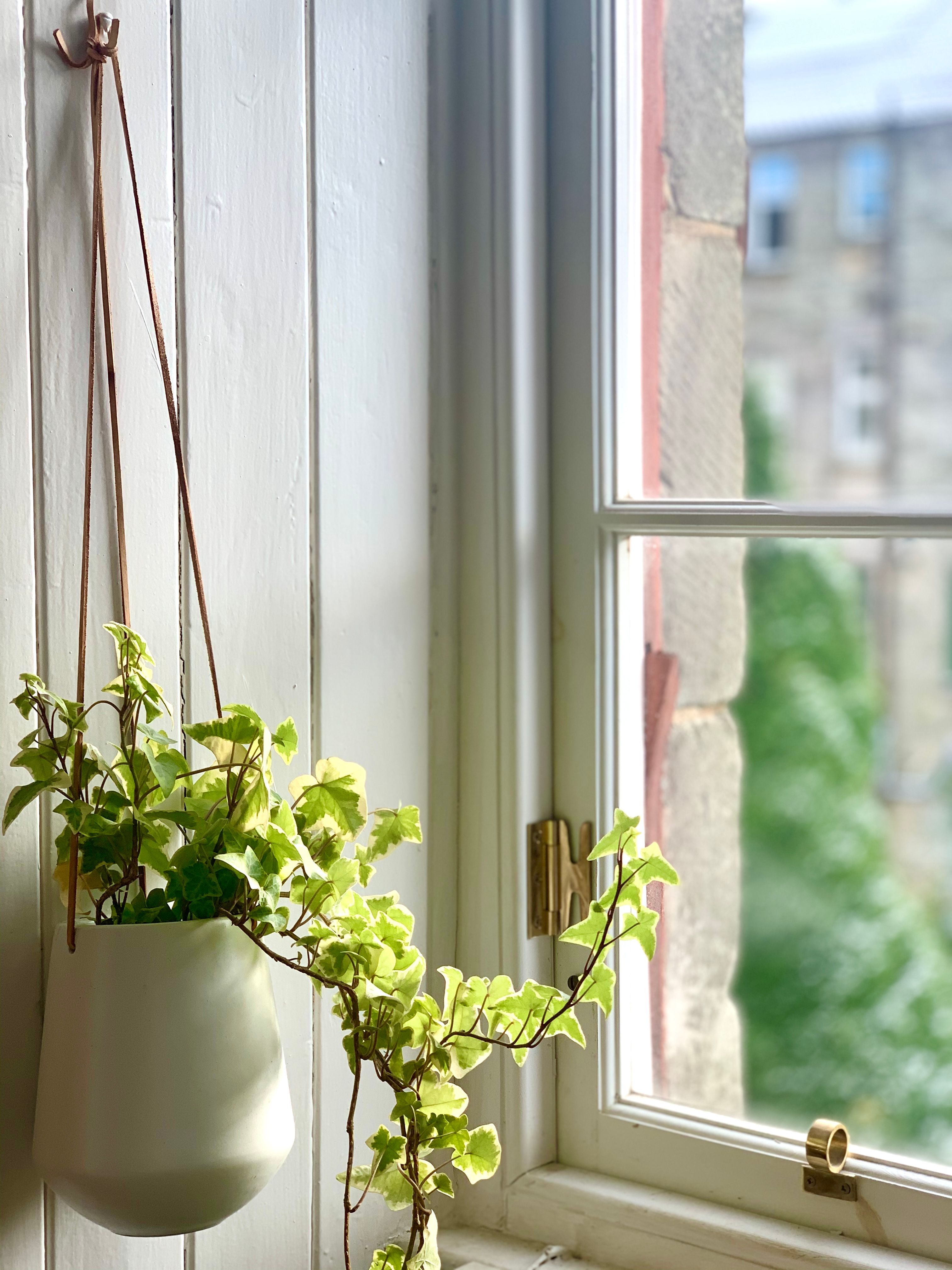 Green Plant in a White Ceramic Pot by a Window · Free Stock Photo