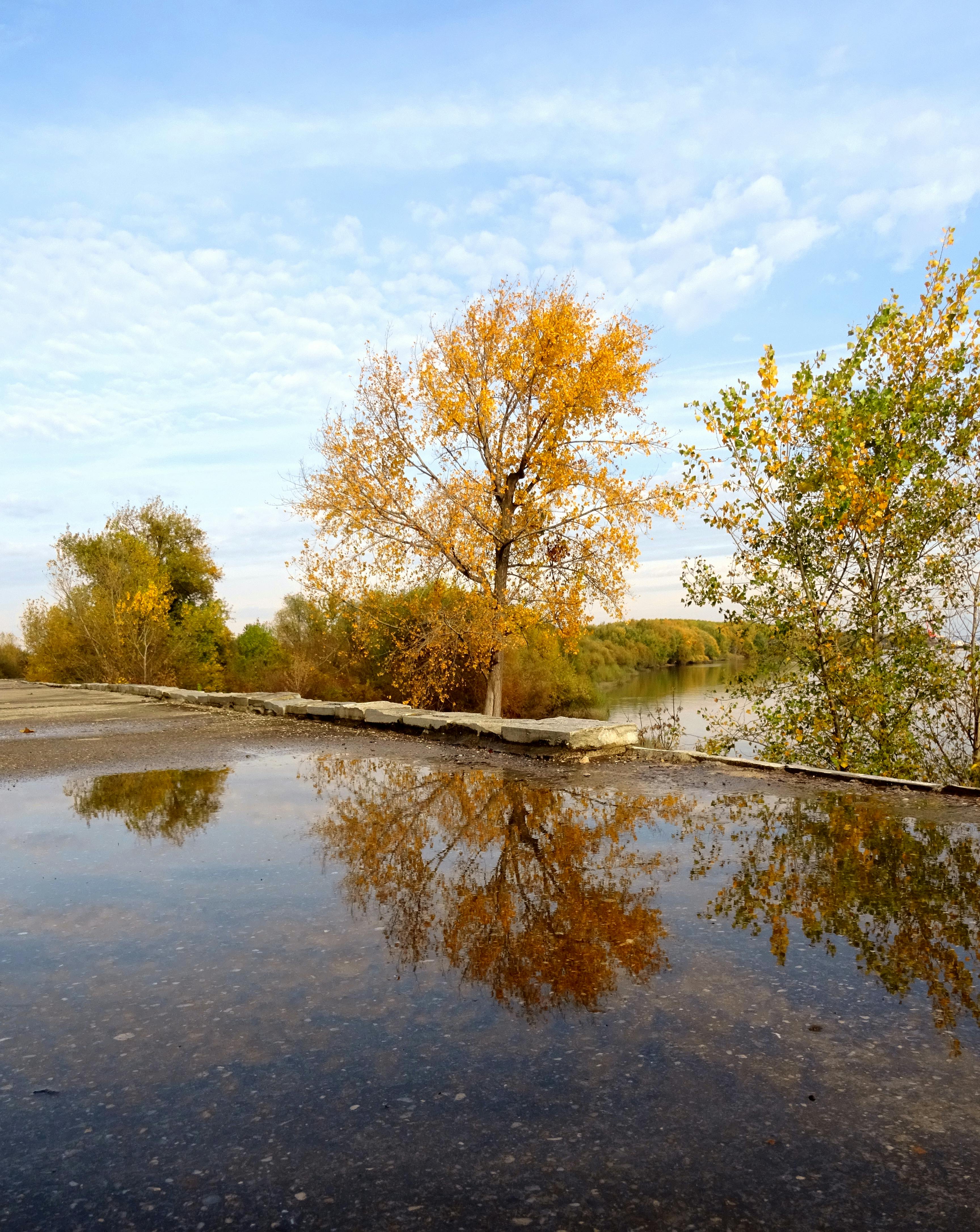 Tree Falling in the Water · Free Stock Photo