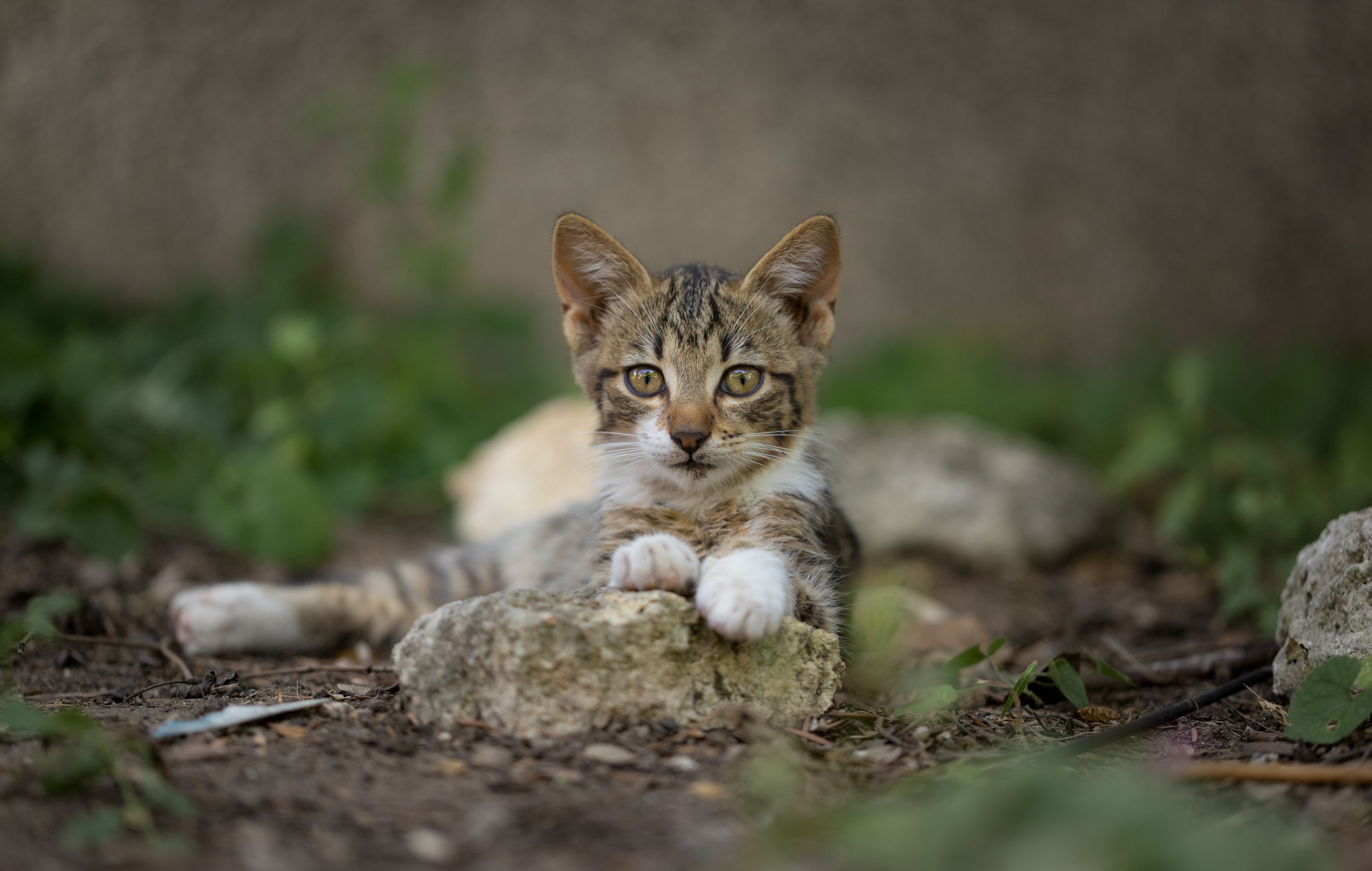 Close-up of a Cat · Free Stock Photo