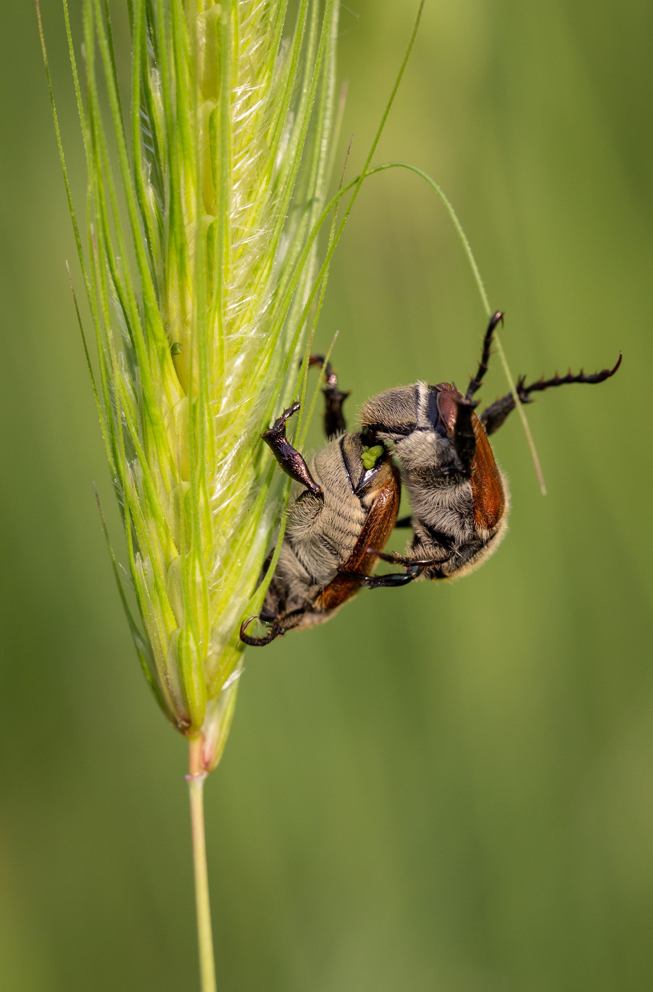 Scarab Beetle Flying Photos, Download The BEST Free Scarab Beetle ...