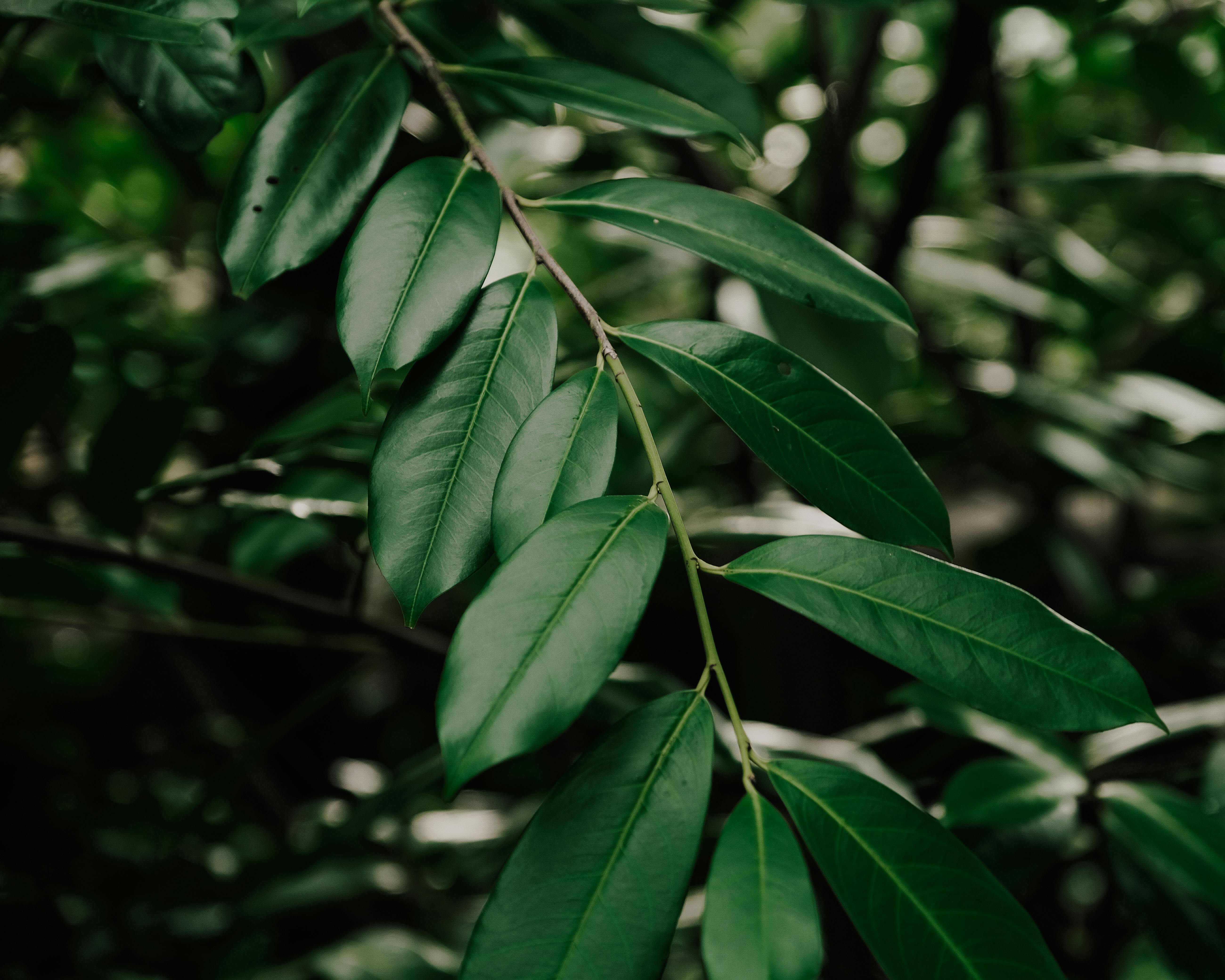 Green leaves on lush shrub · Free Stock Photo