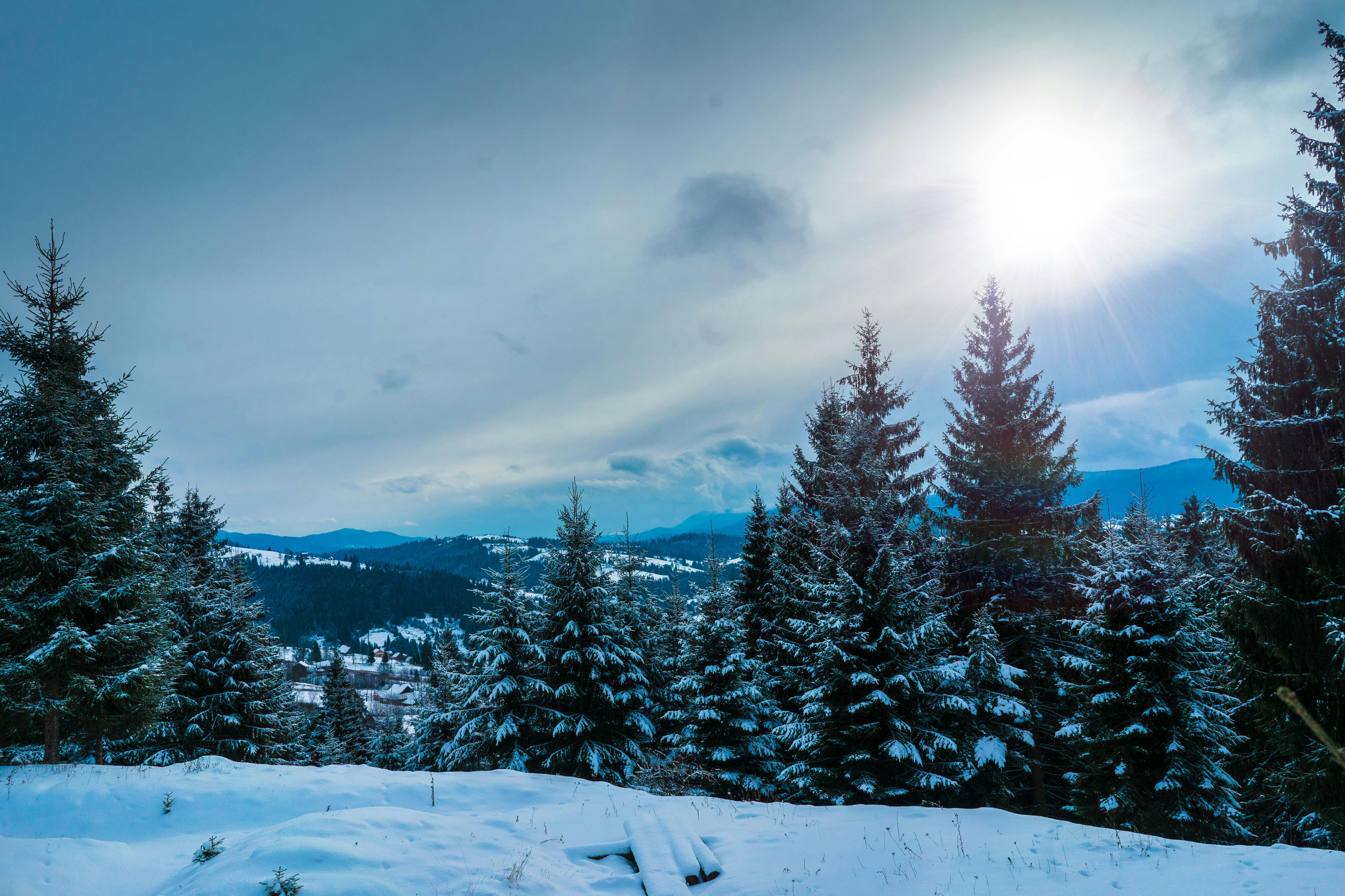 Snowy forest with spruces under sunny cloudy sky · Free Stock Photo
