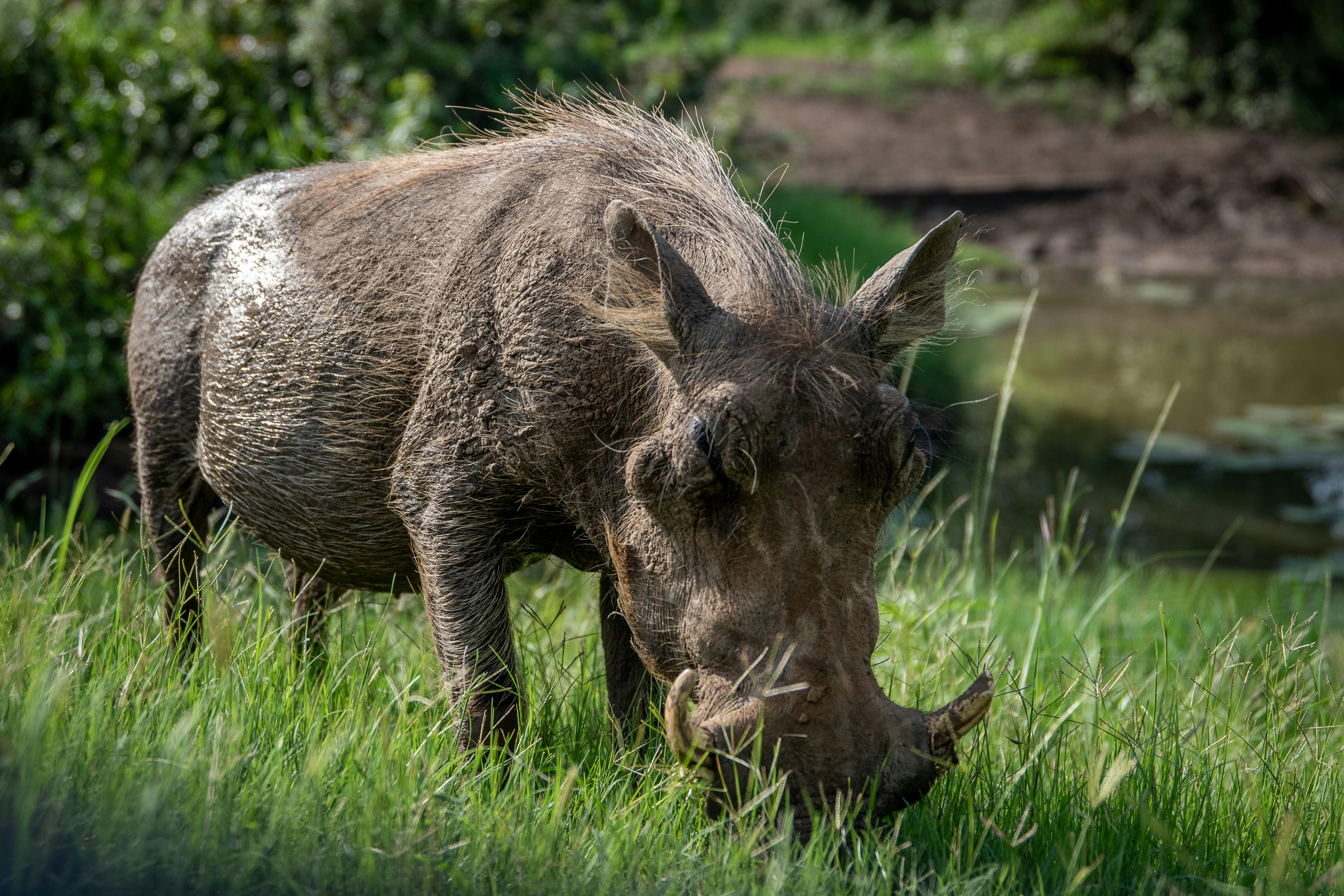Brown Wild Boar on Dirt Ground at Daytime · Free Stock Photo