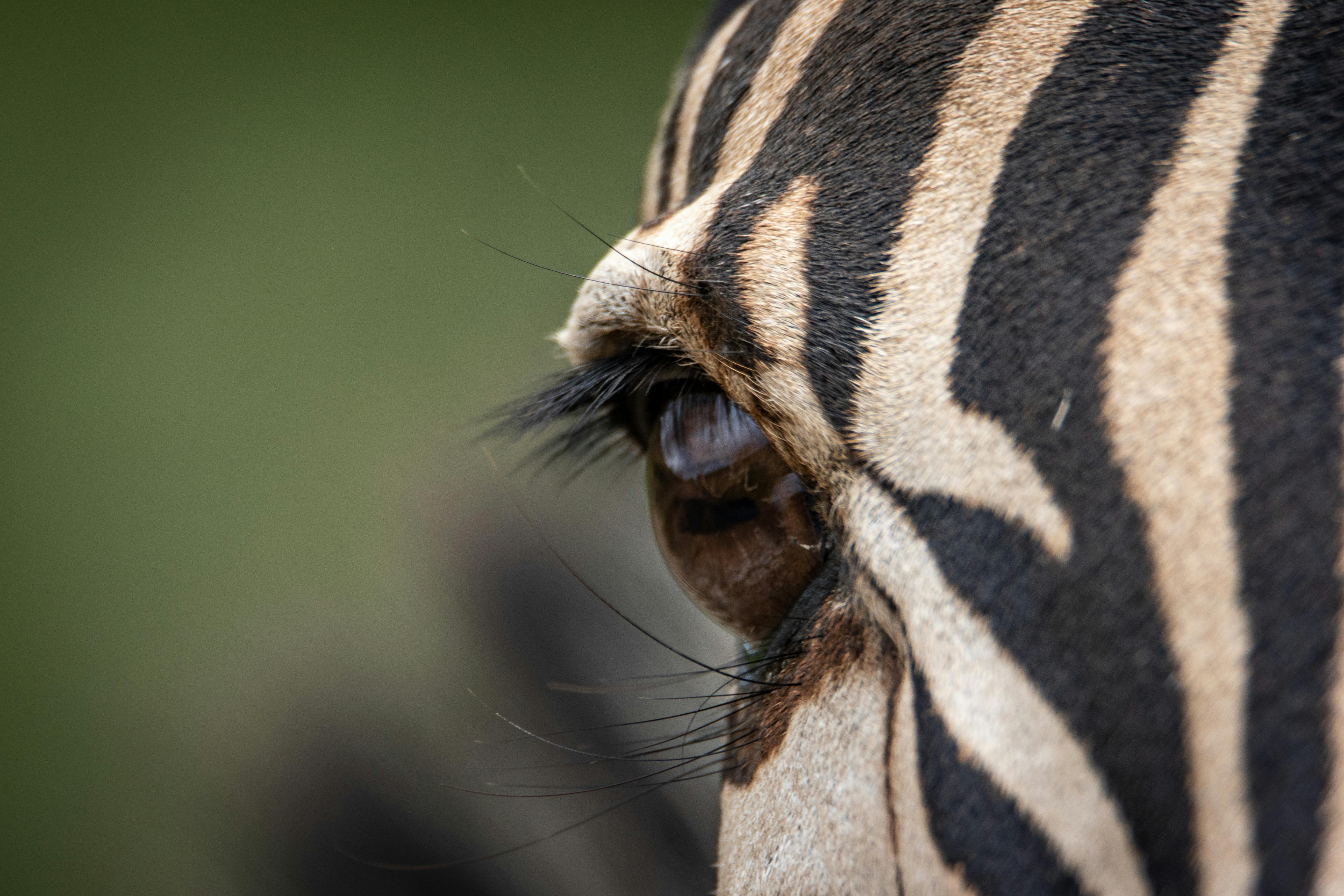 Close-Up Photo of a Zebra's Eye · Free Stock Photo