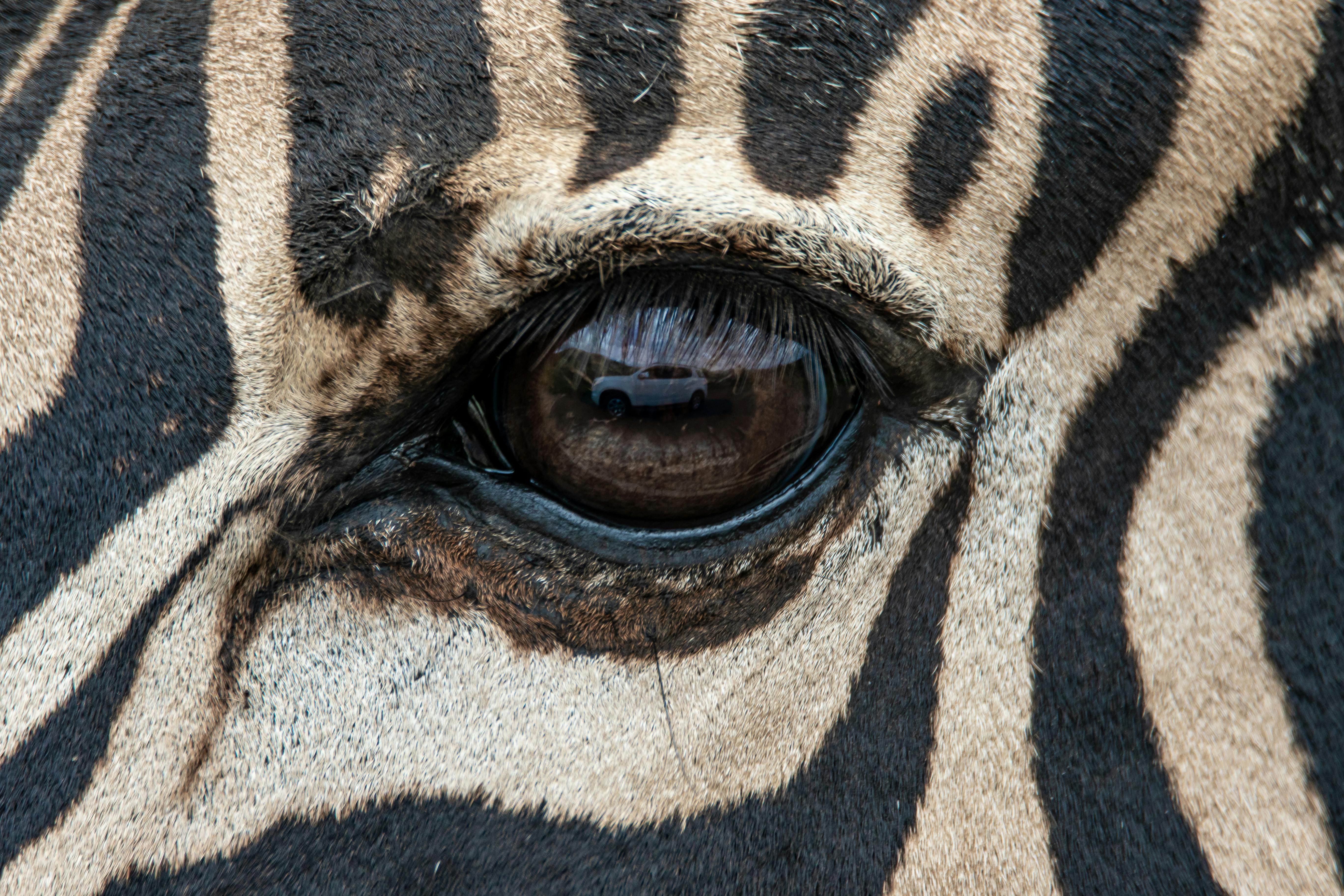Close-Up Photo of a Zebra's Eye · Free Stock Photo