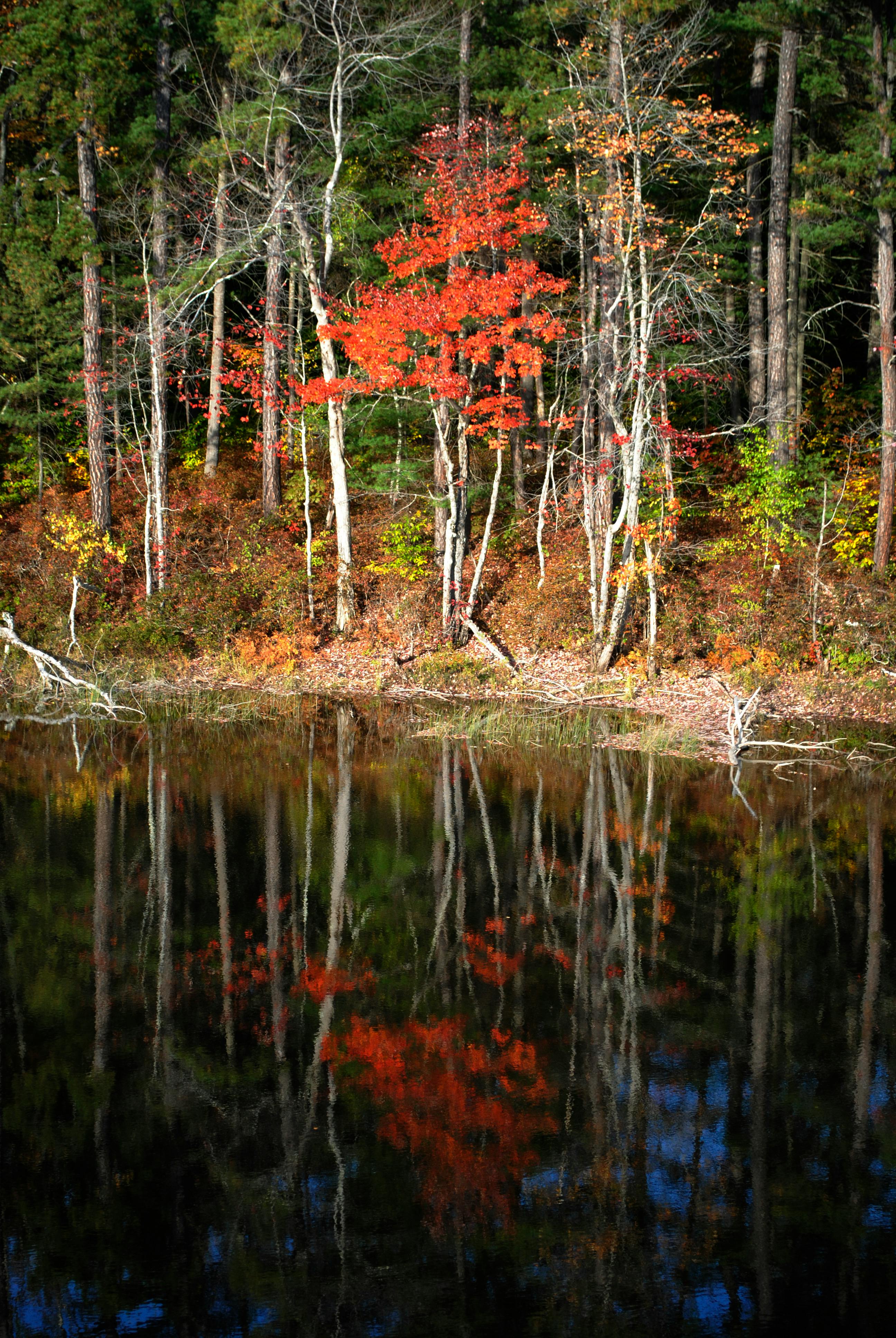 Willow that grow along the river · Free Stock Photo