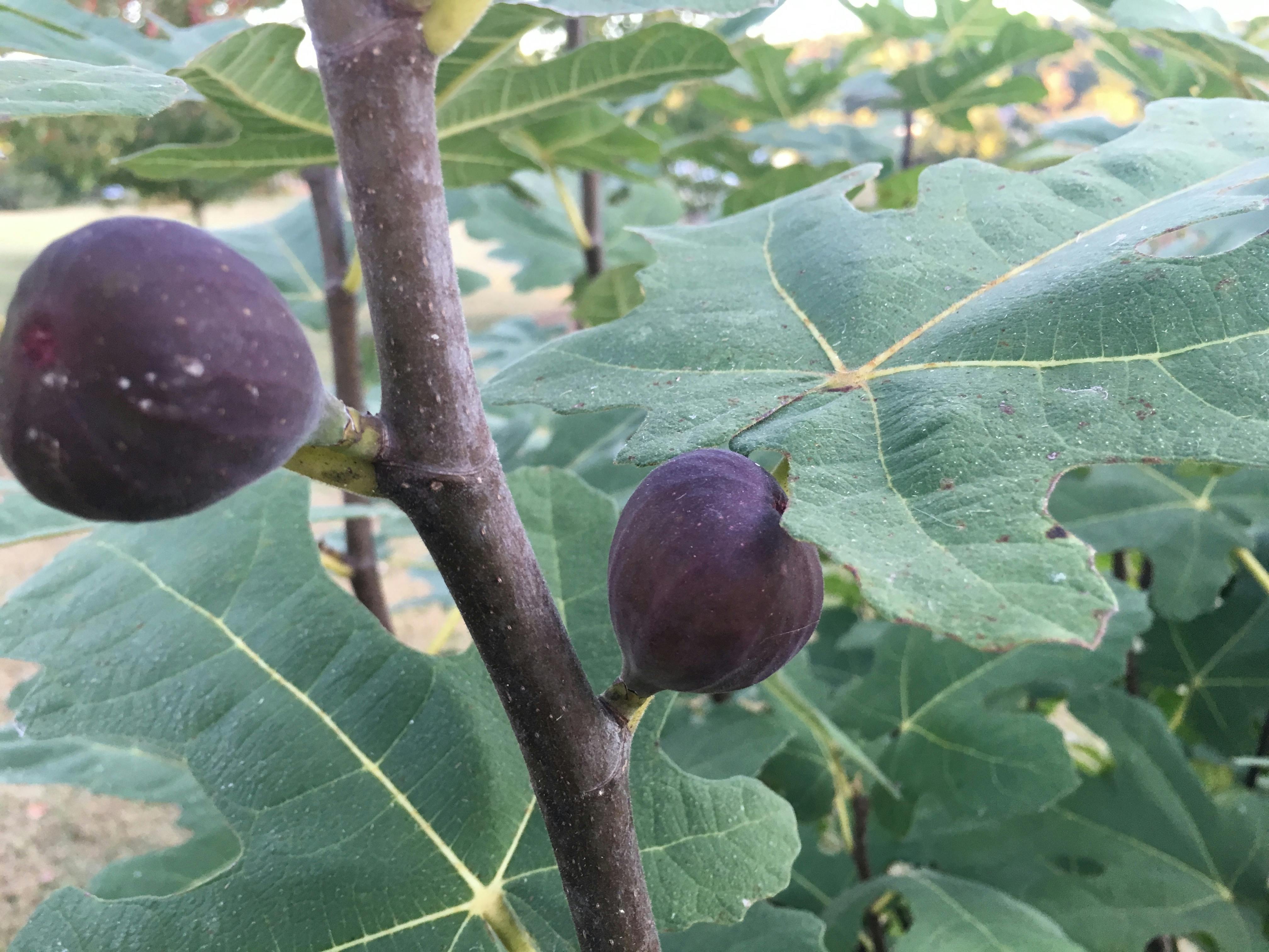 Free stock photo of fig, figs