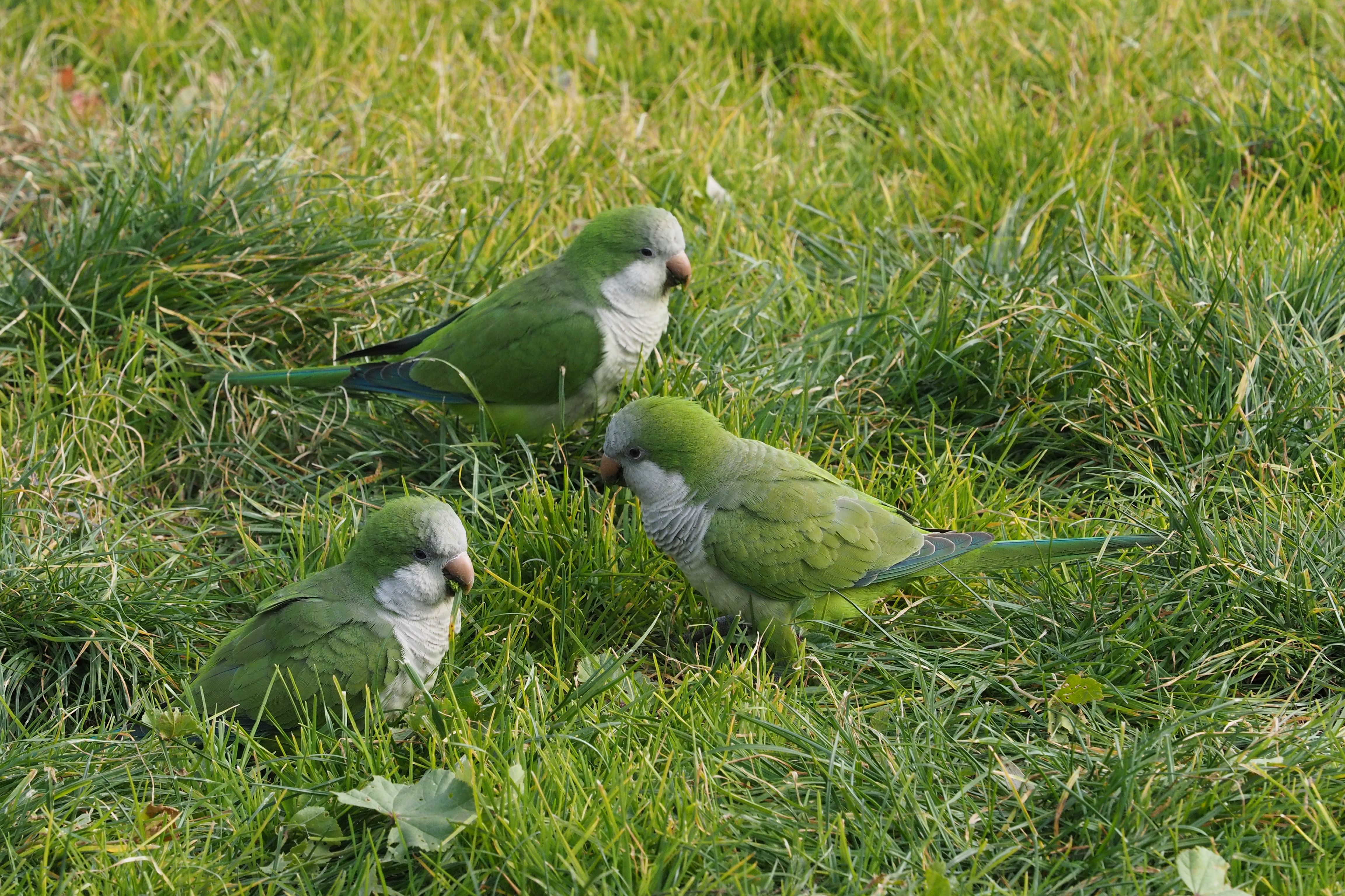 Monk Parakeets on the Grass · Free Stock Photo