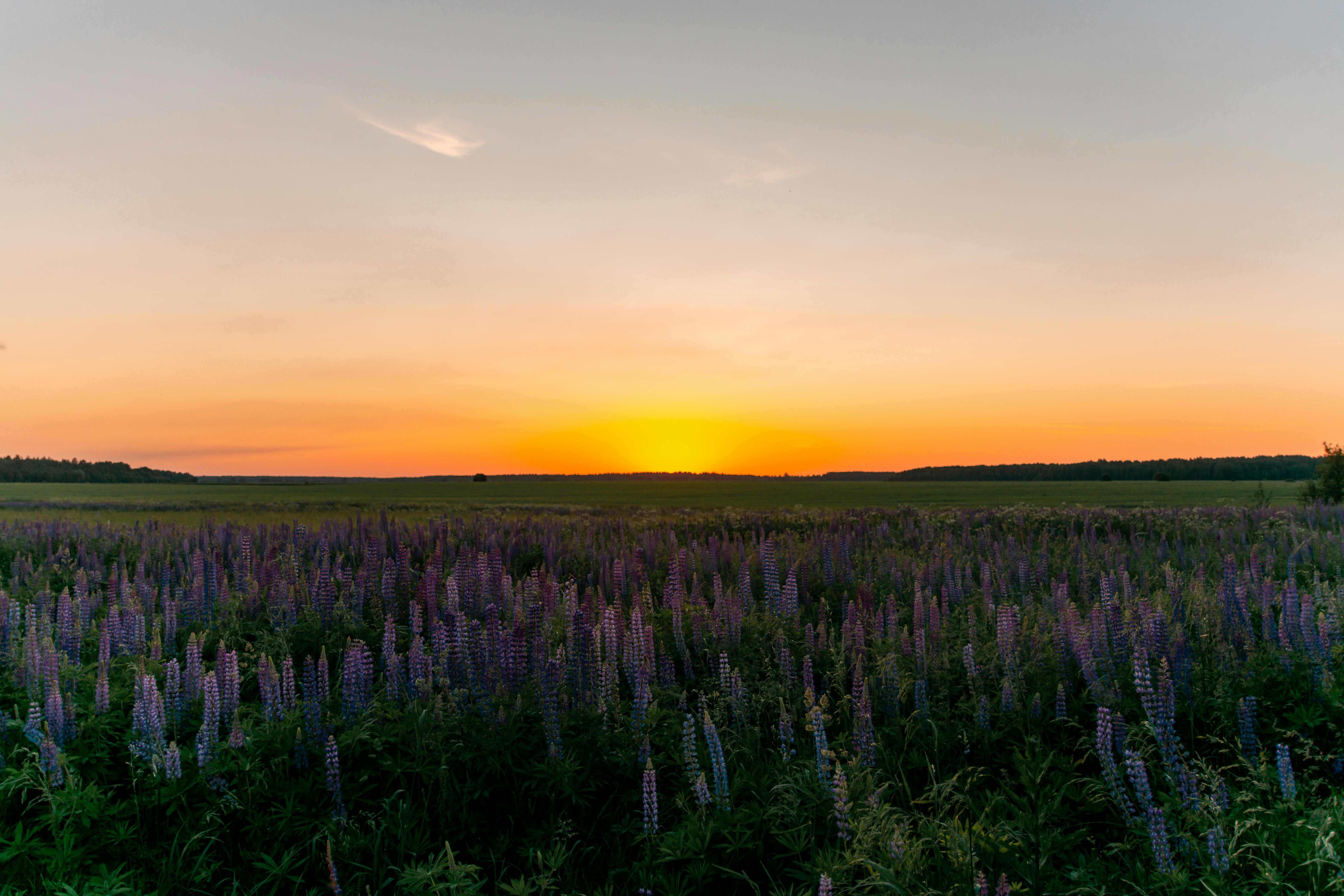 Scenic View of the Field During Sunset · Free Stock Photo