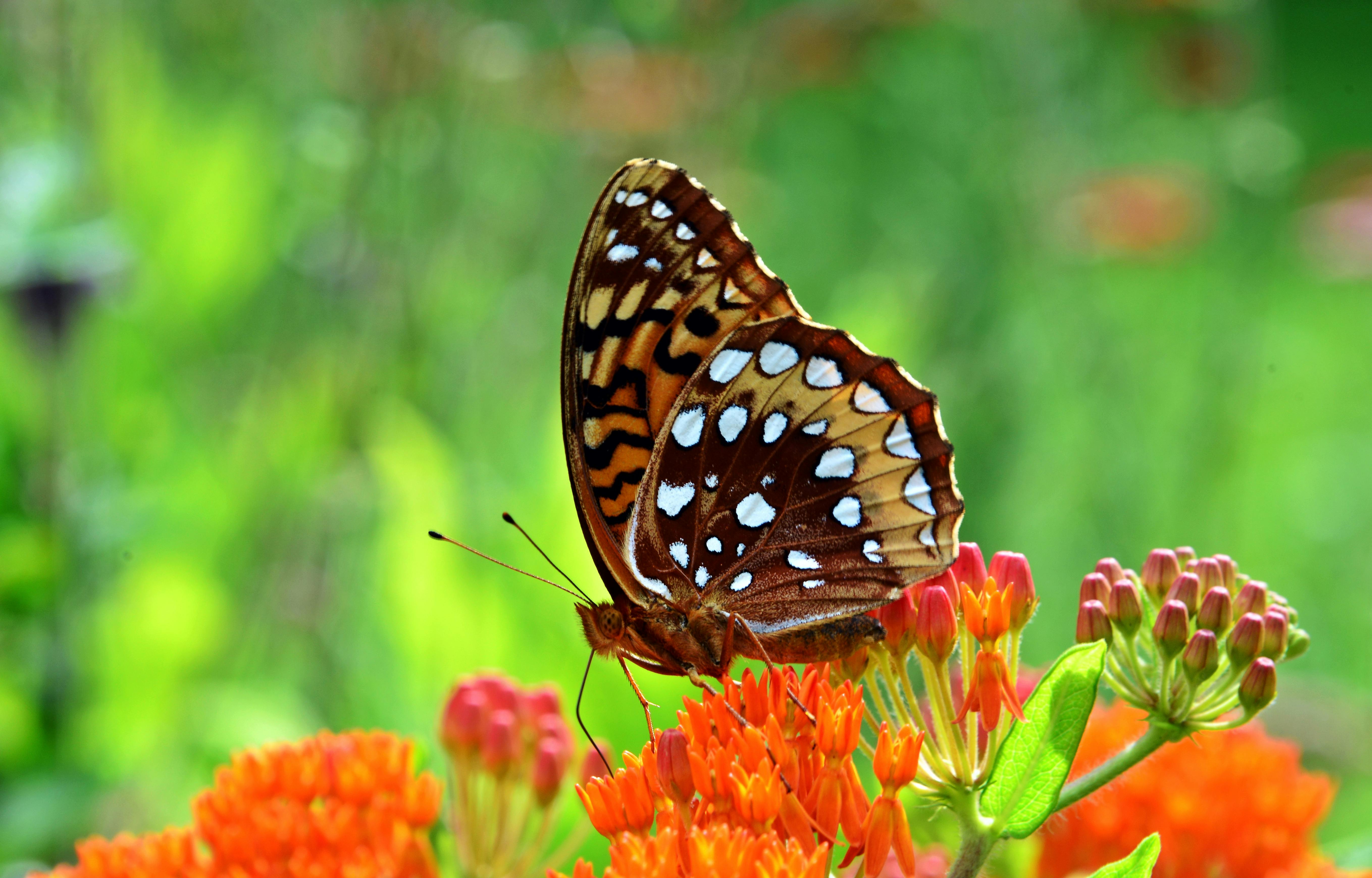 Close Up Photo of Butterfly on Flowers · Free Stock Photo