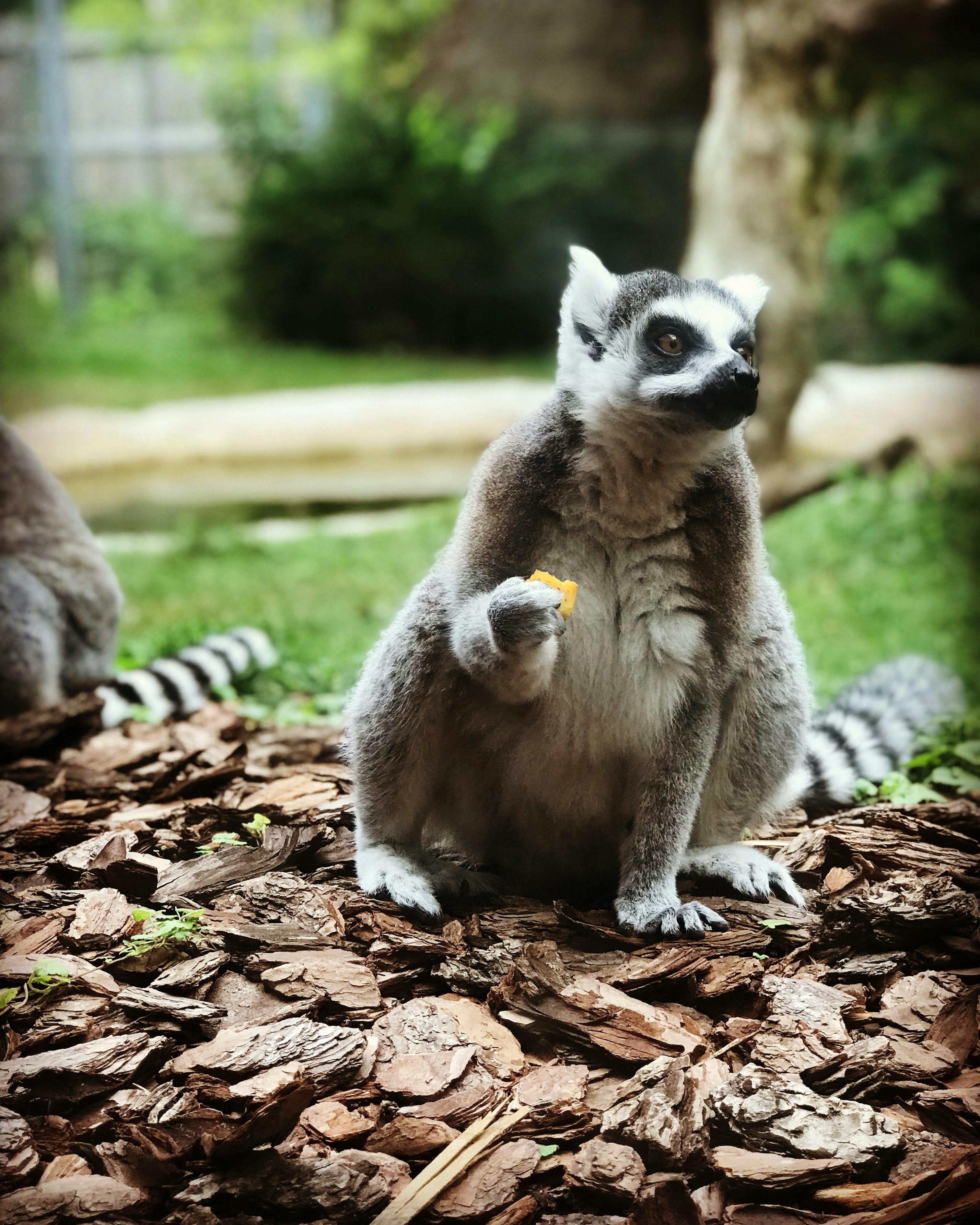 184+ Best Free Lemur Stock Photos & Images · 100% Royalty-Free HD Downloads