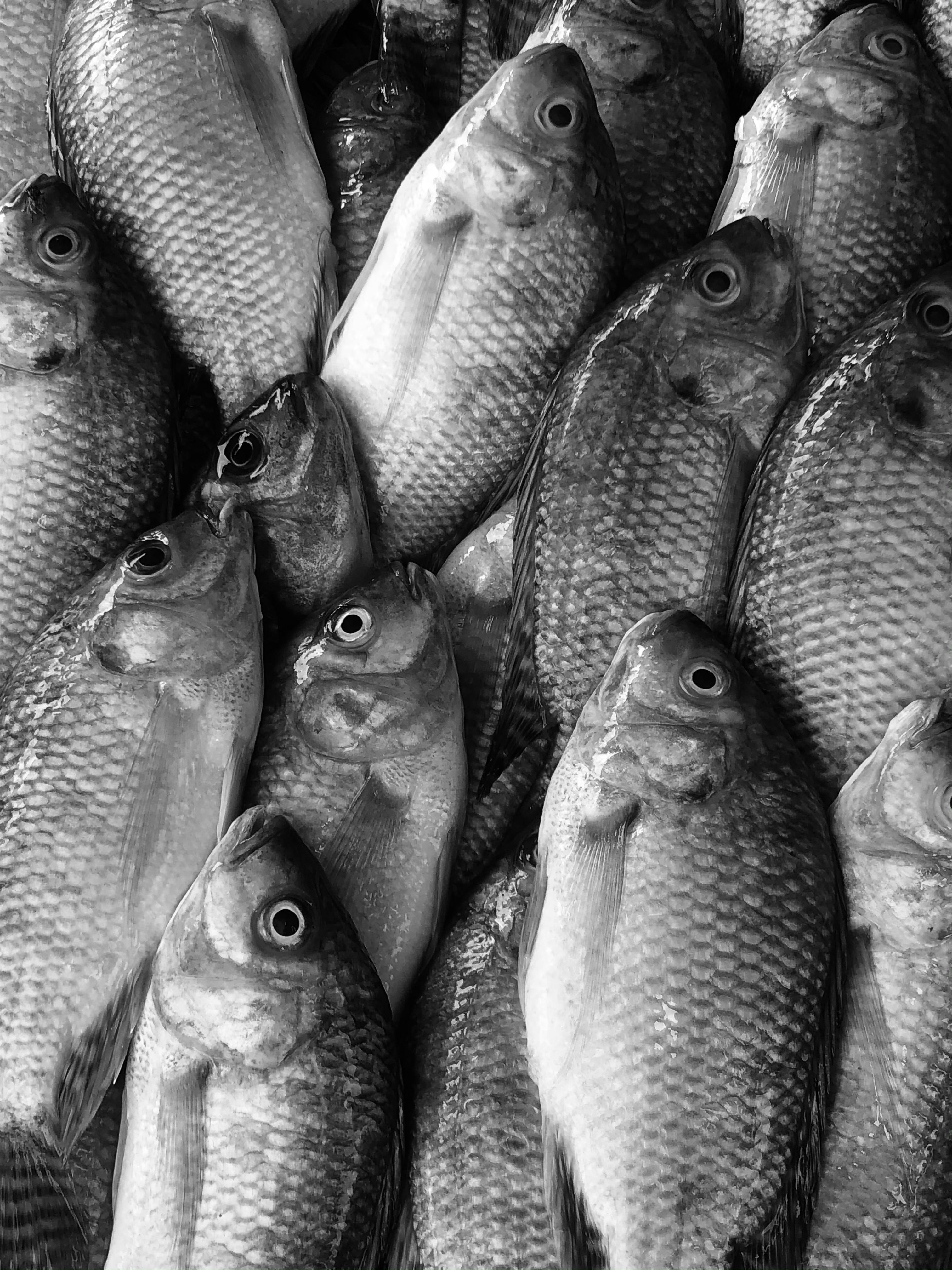 Grayscale Photography of Fishes · Free Stock Photo
