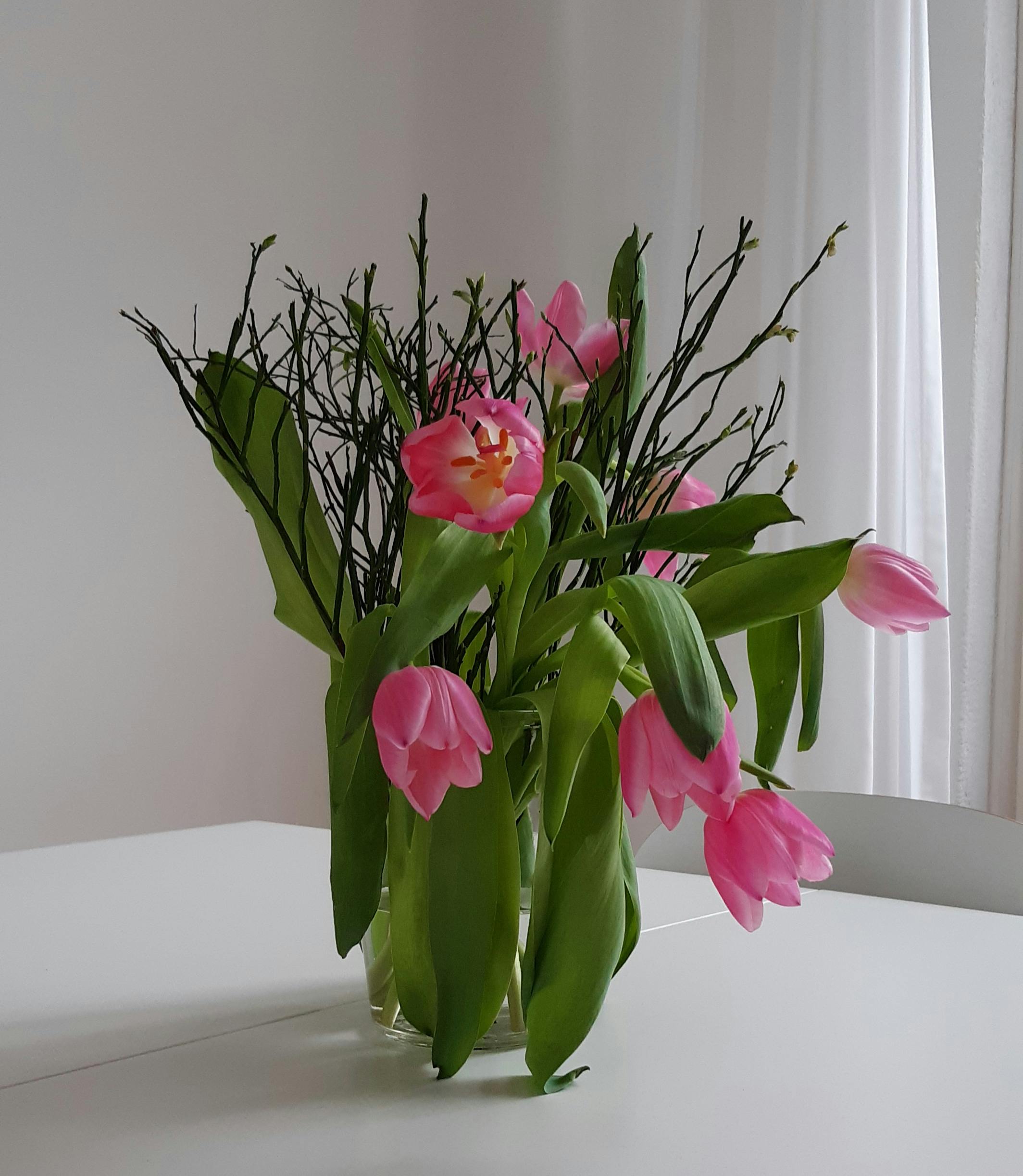 tulips from Holland 17 Photos & Videos Collected by MARIA BUTERA