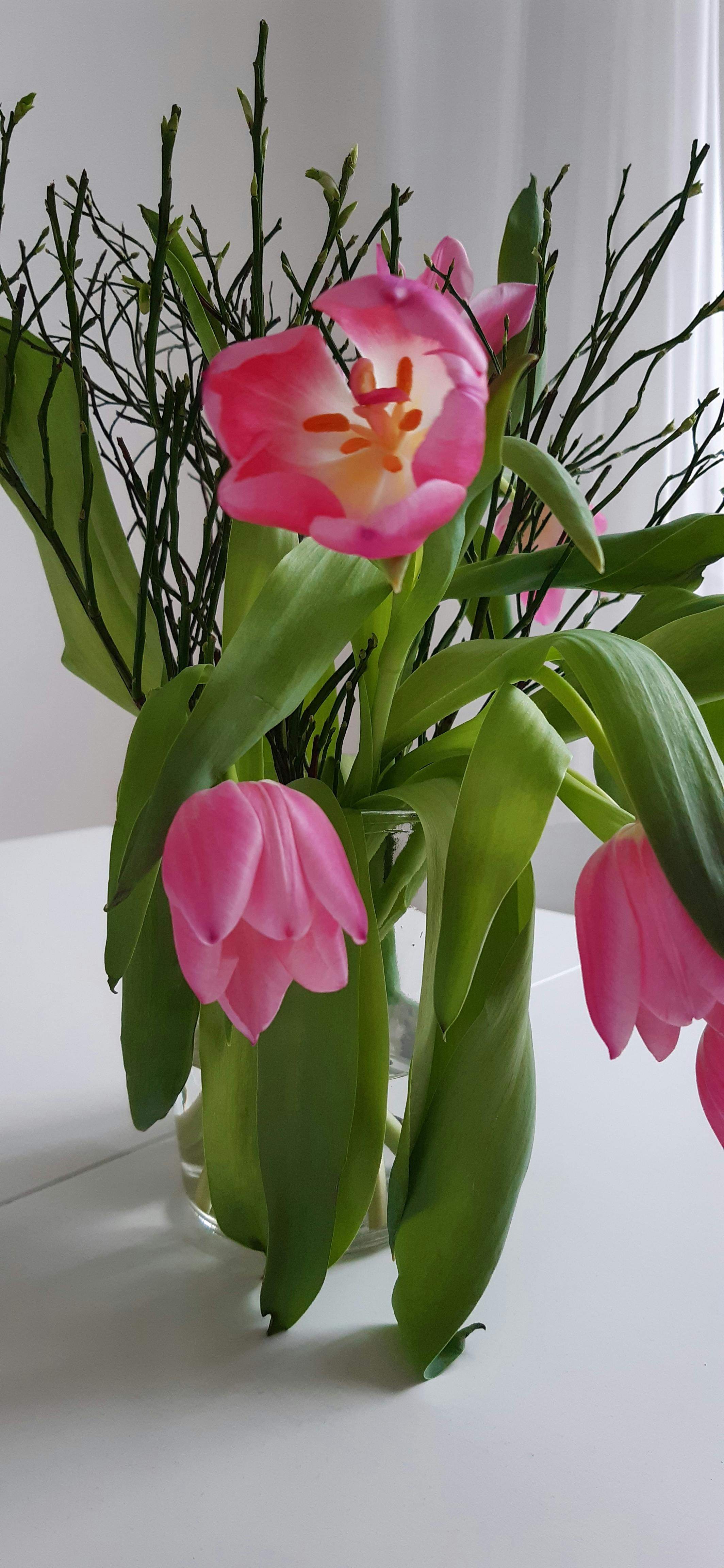 Tulips From Holland 17 Photos & Videos Collected by MARIA BUTERA