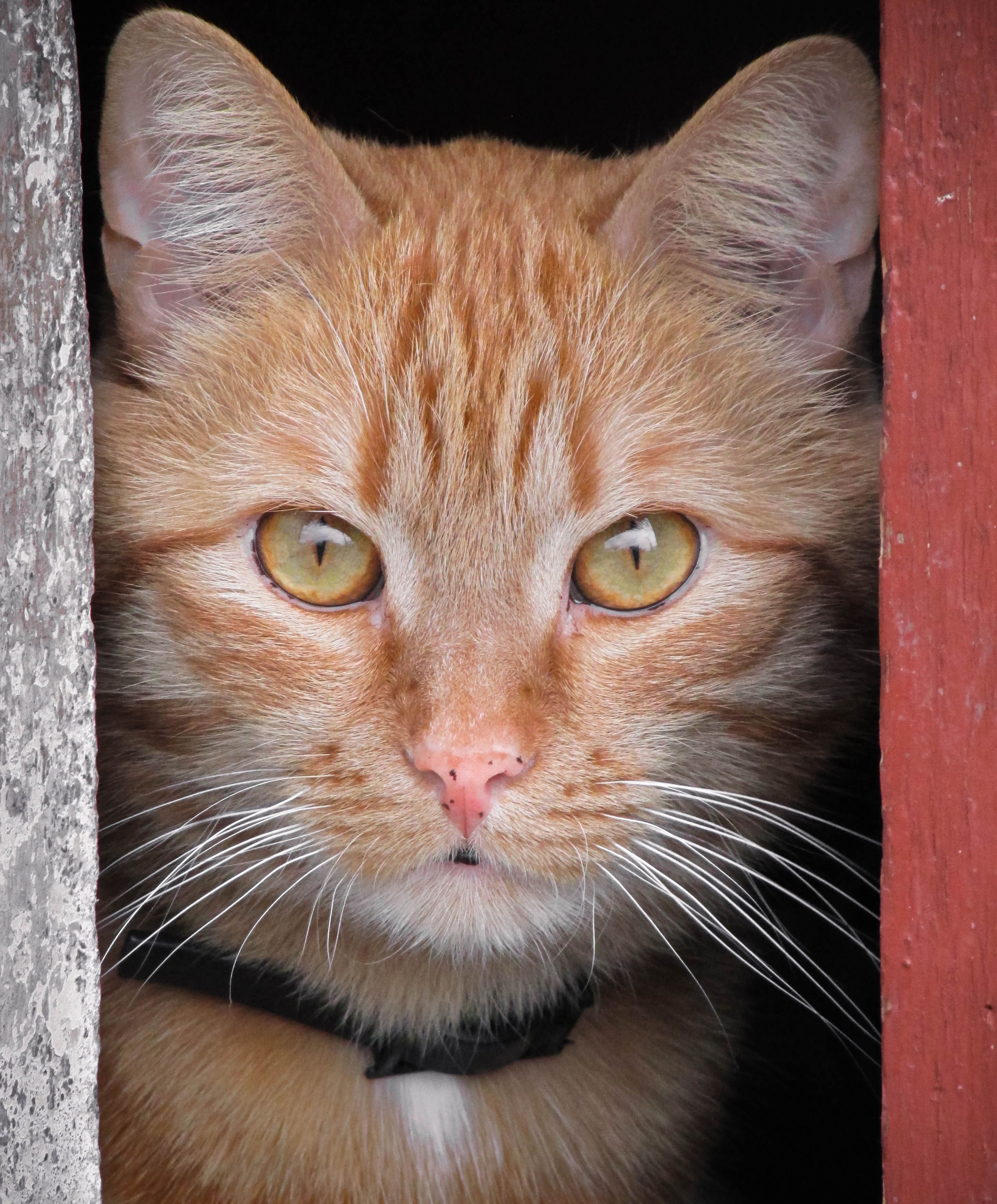 Close-up Shot of an Orange Tabby Cat · Free Stock Photo
