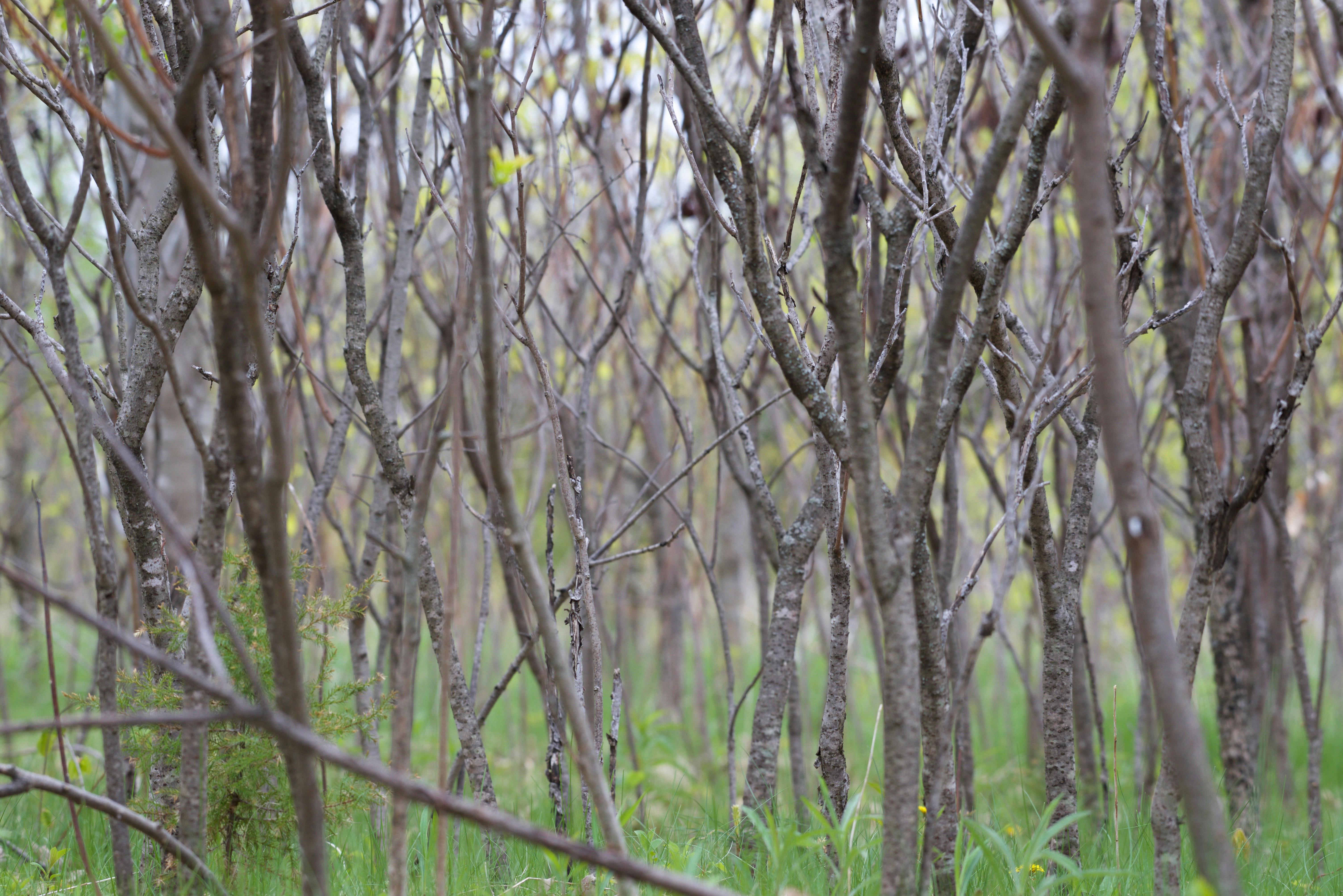 Close-up of Tree Branches · Free Stock Photo