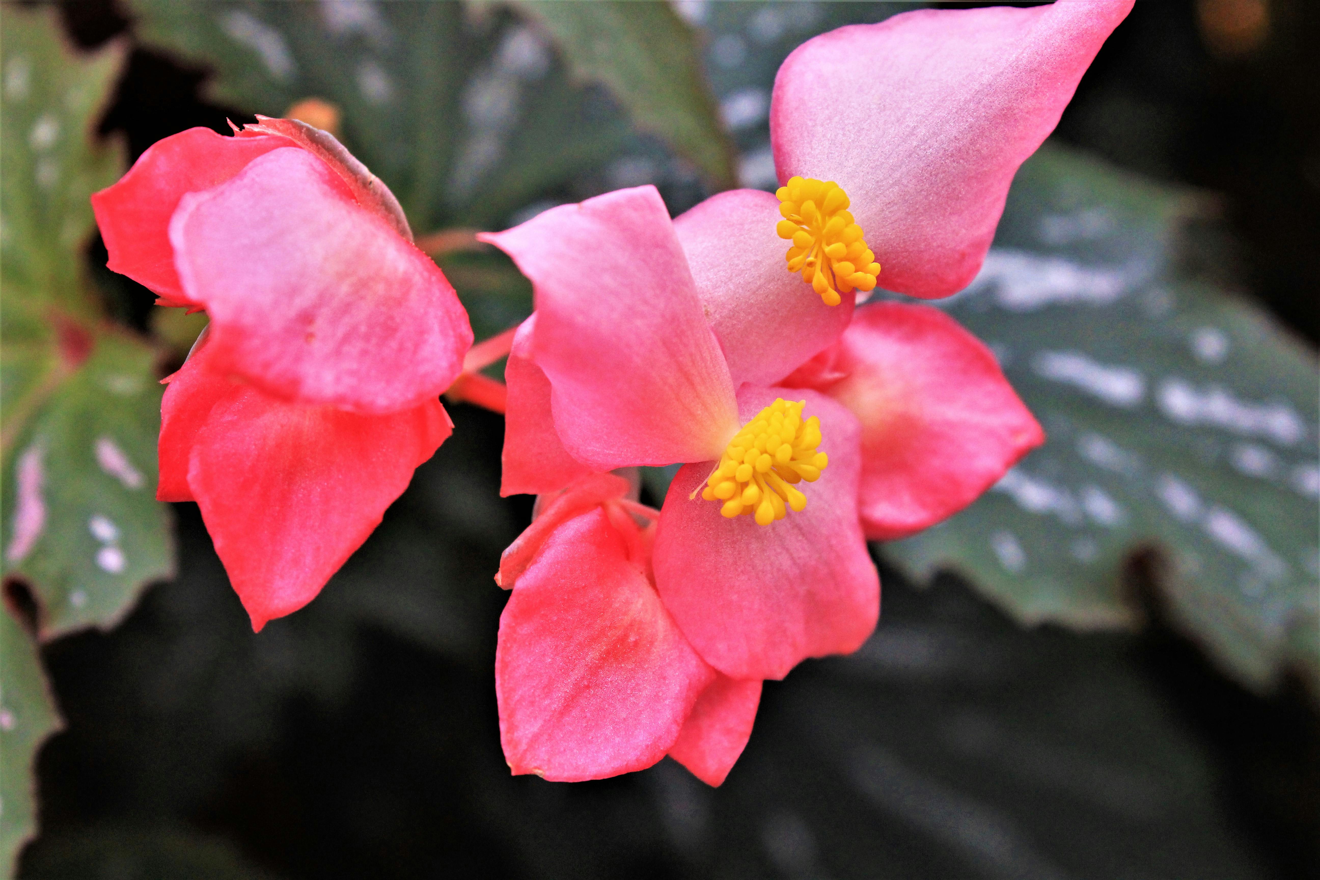 Close up of Pink Flower · Free Stock Photo