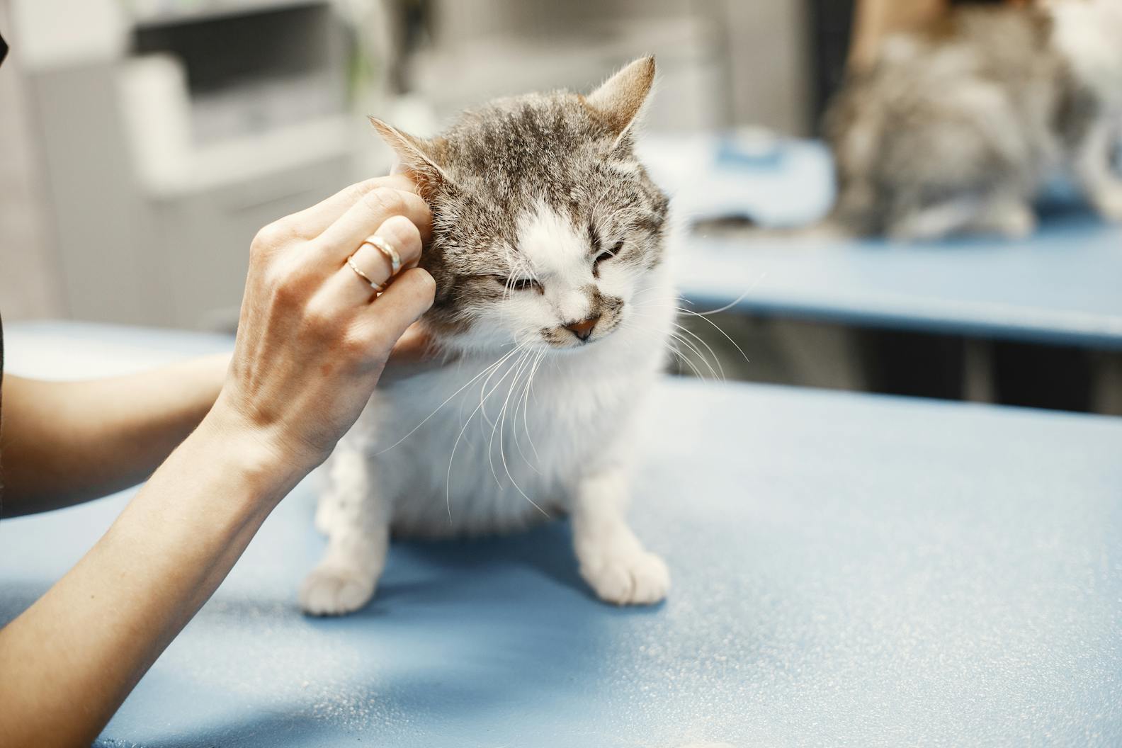 Laryngeal Paralysis in Cats: Causes Symptoms Treat