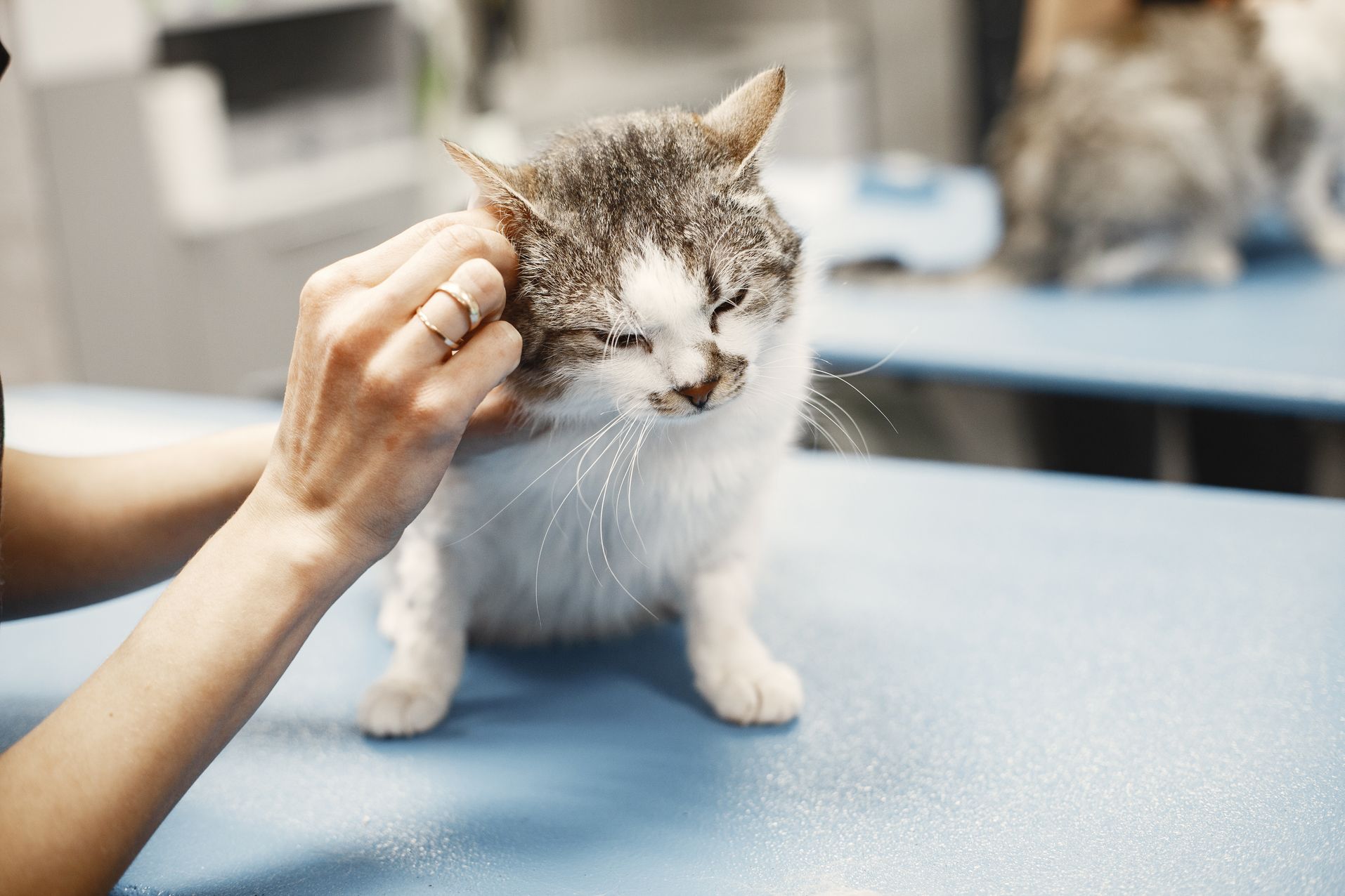 Laryngeal Paralysis in Cats: Causes Symptoms Treat