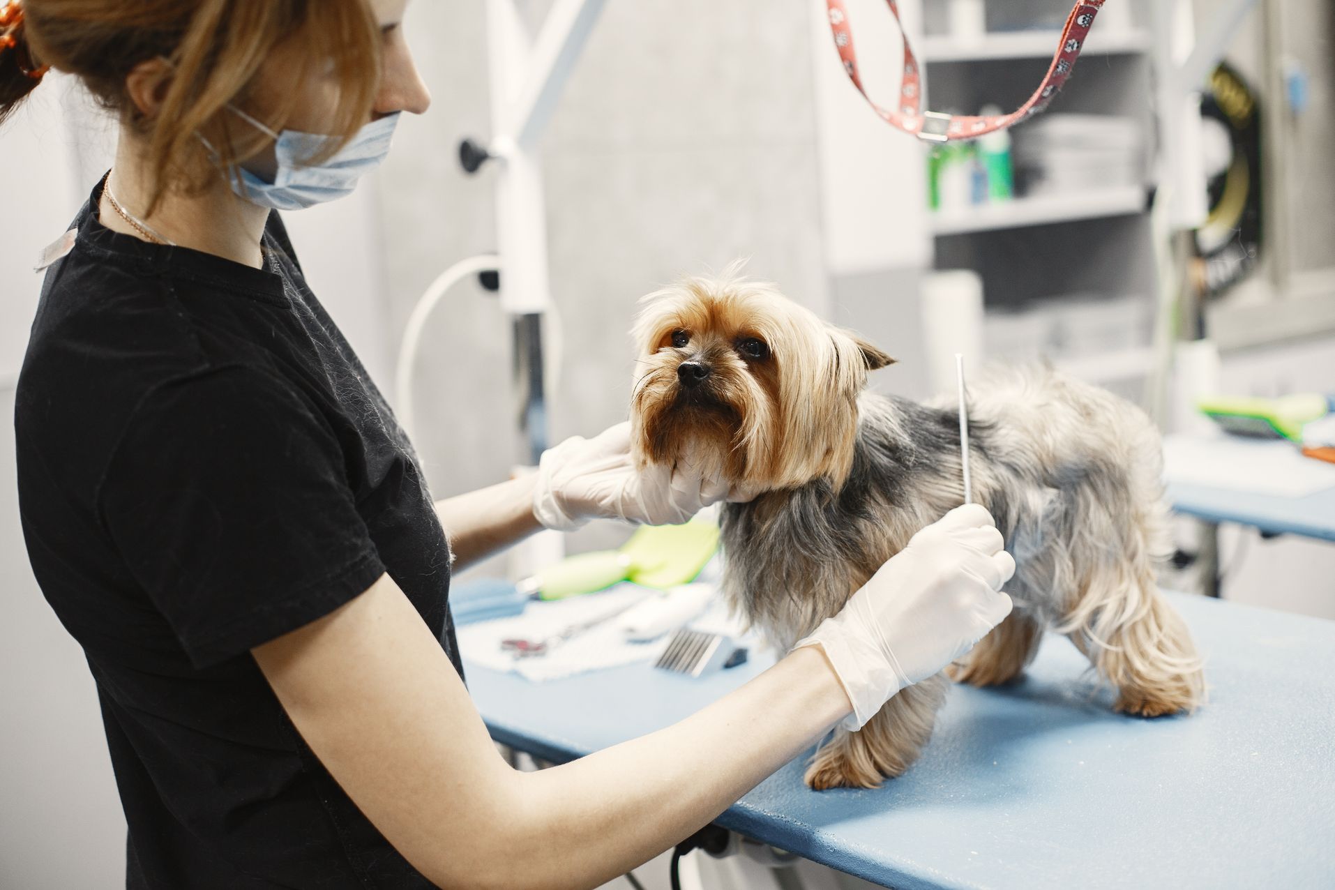 Understanding How Does Dog Euthanasia Work: A Guide