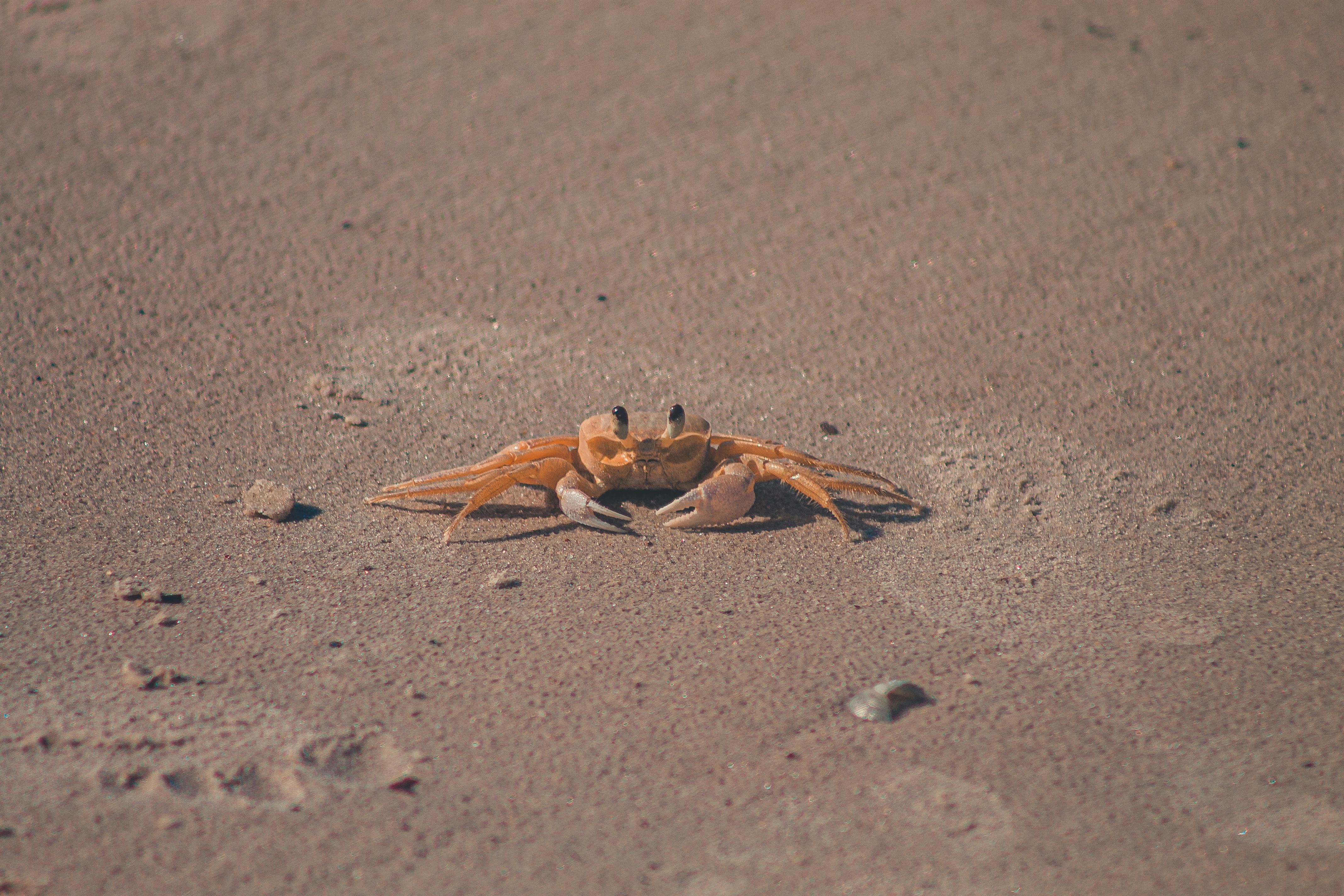Crab Crawling on Sand · Free Stock Photo