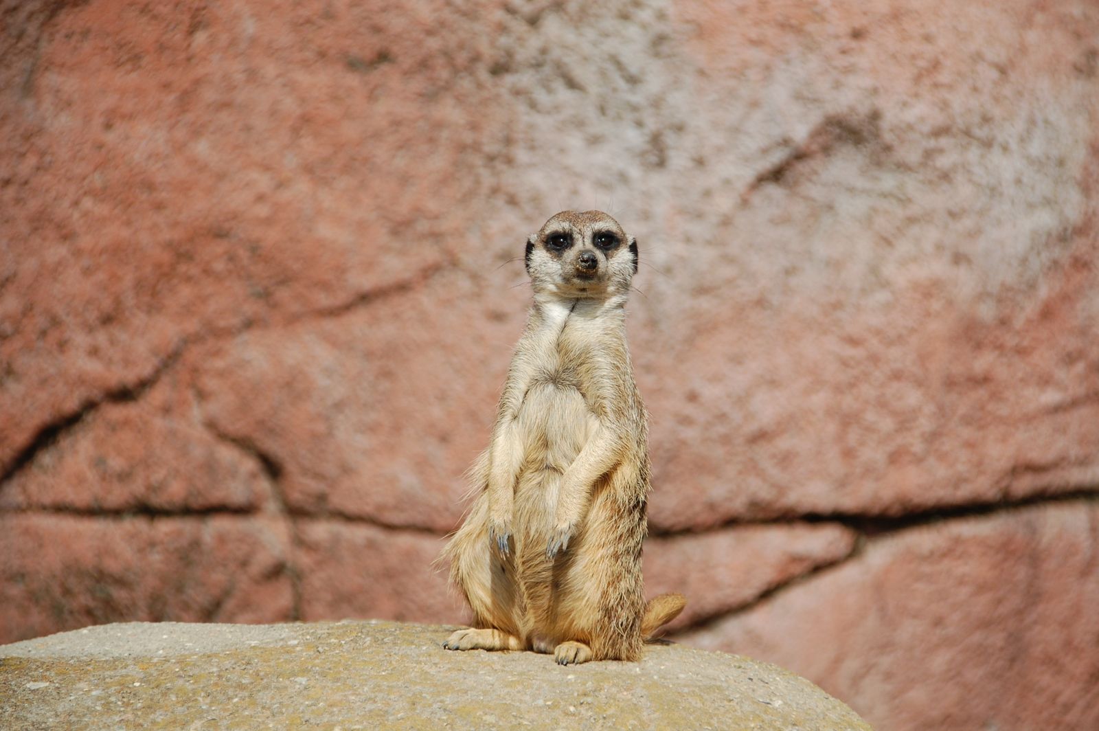 Meerkat Photos, Download The BEST Free Meerkat Stock Photos & HD Images