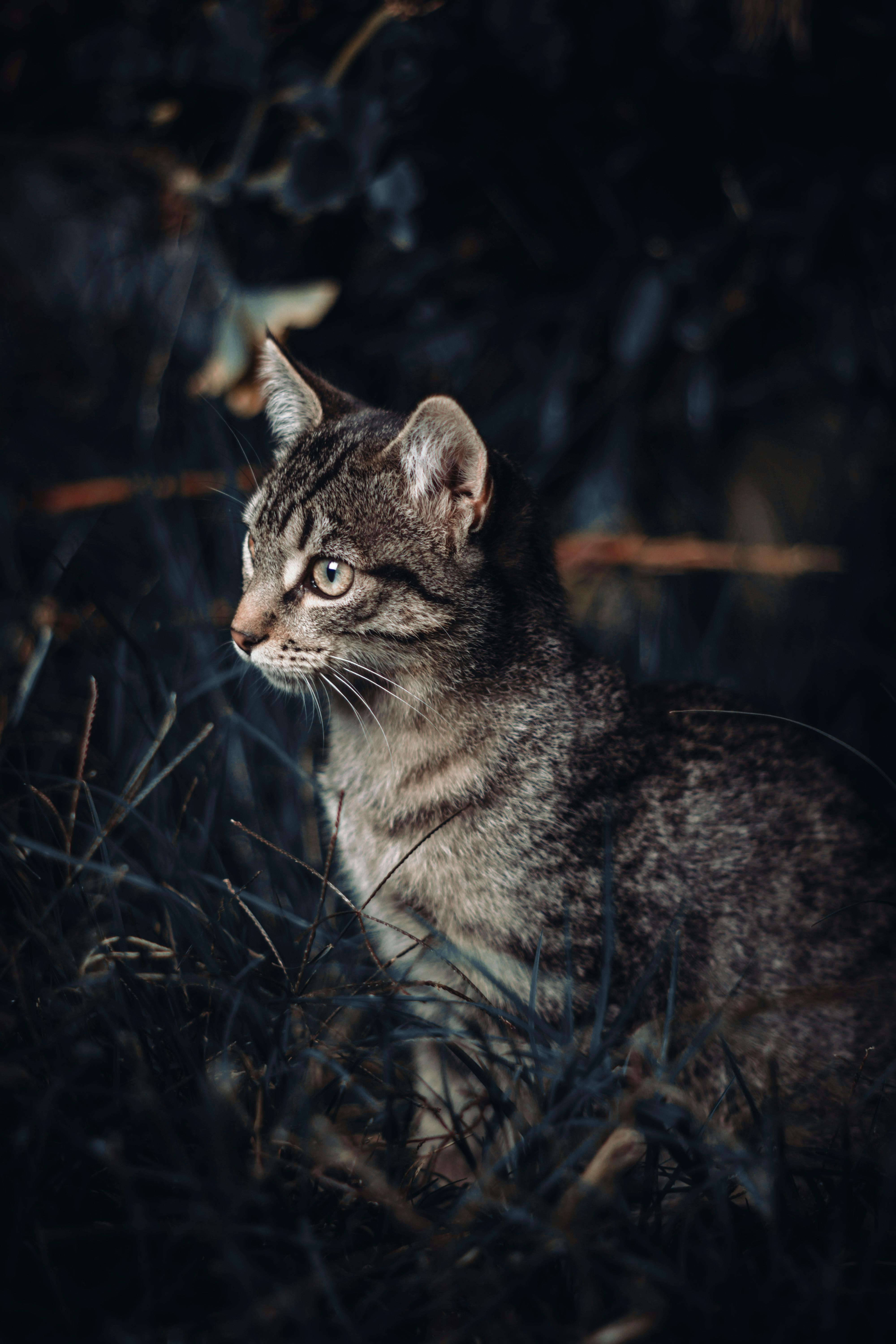 Andean Cat Photos, Download The BEST Free Andean Cat Stock Photos & HD ...