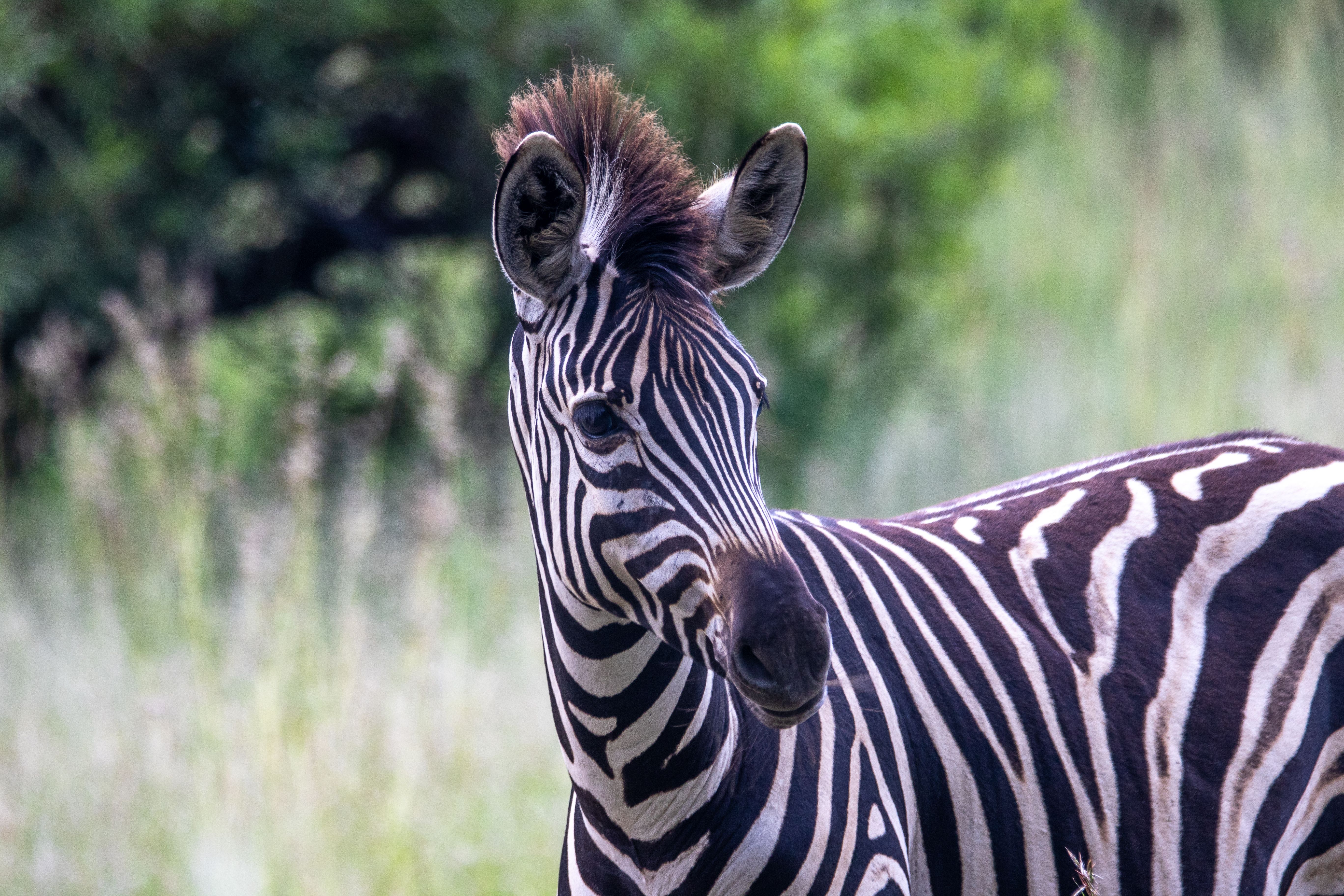 Close-Up Shot of a Zebra · Free Stock Photo
