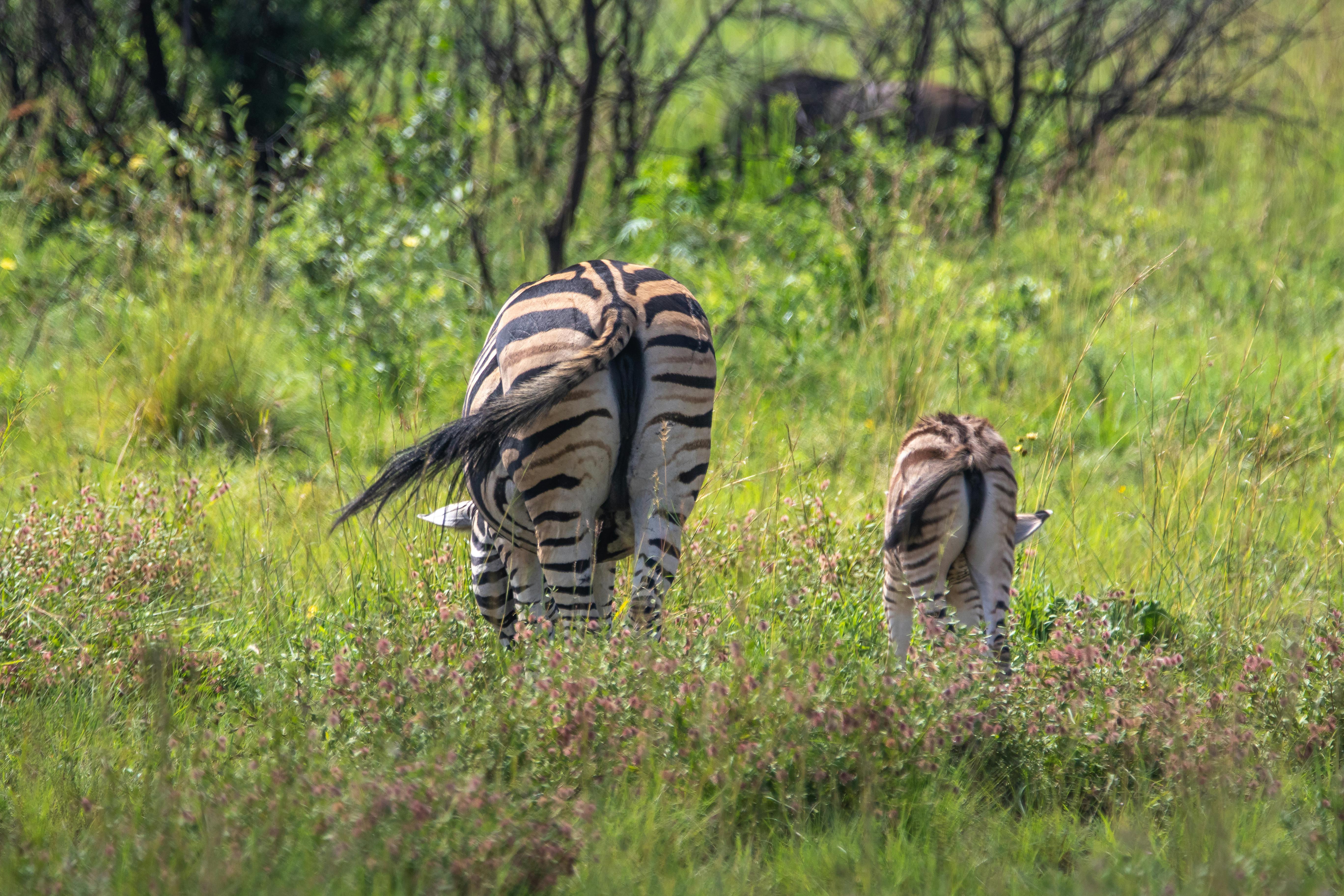 Back View of Zebras Grazing · Free Stock Photo