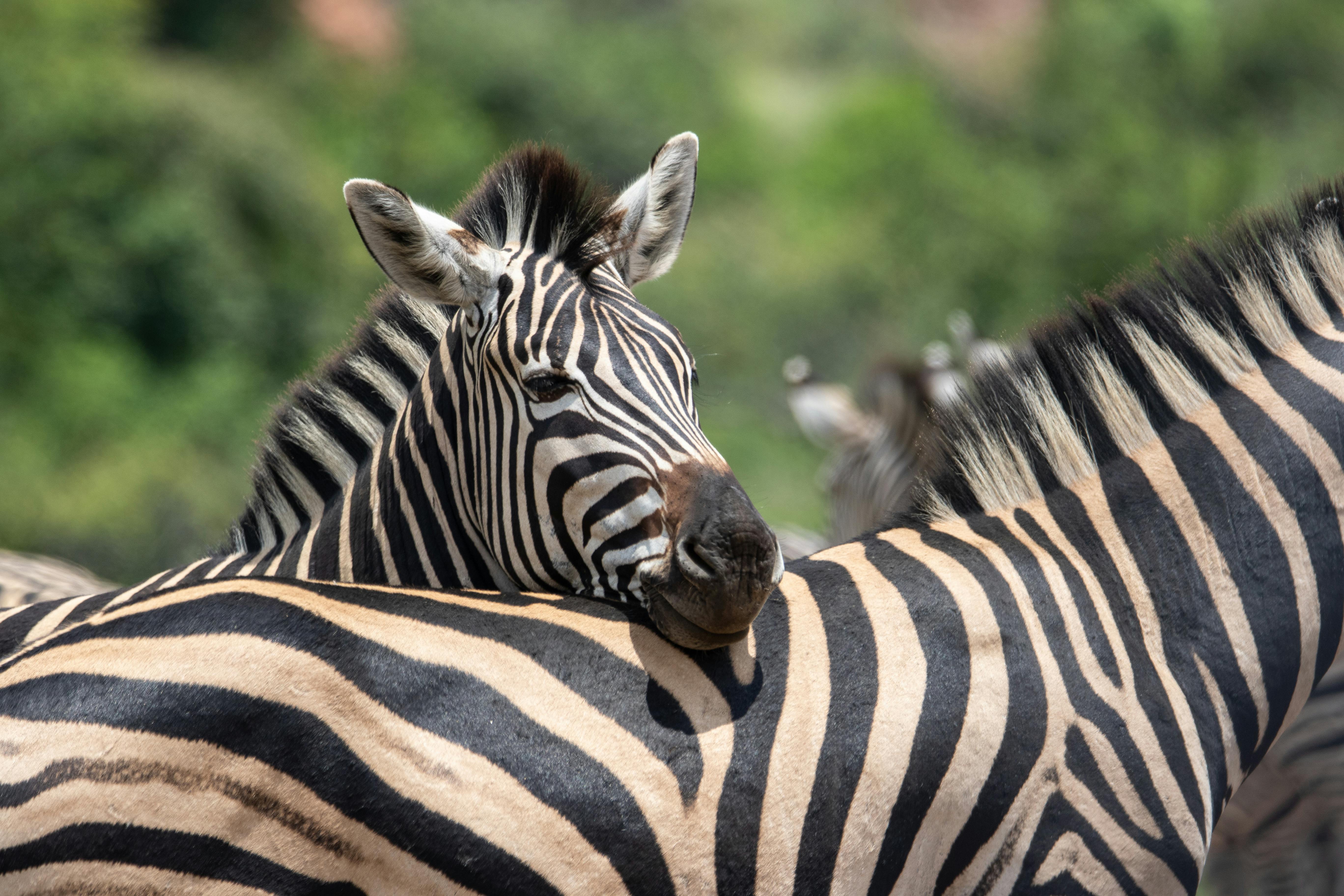 Zebra 4k Wallpaper Photos, Download The BEST Free Zebra 4k Wallpaper ...