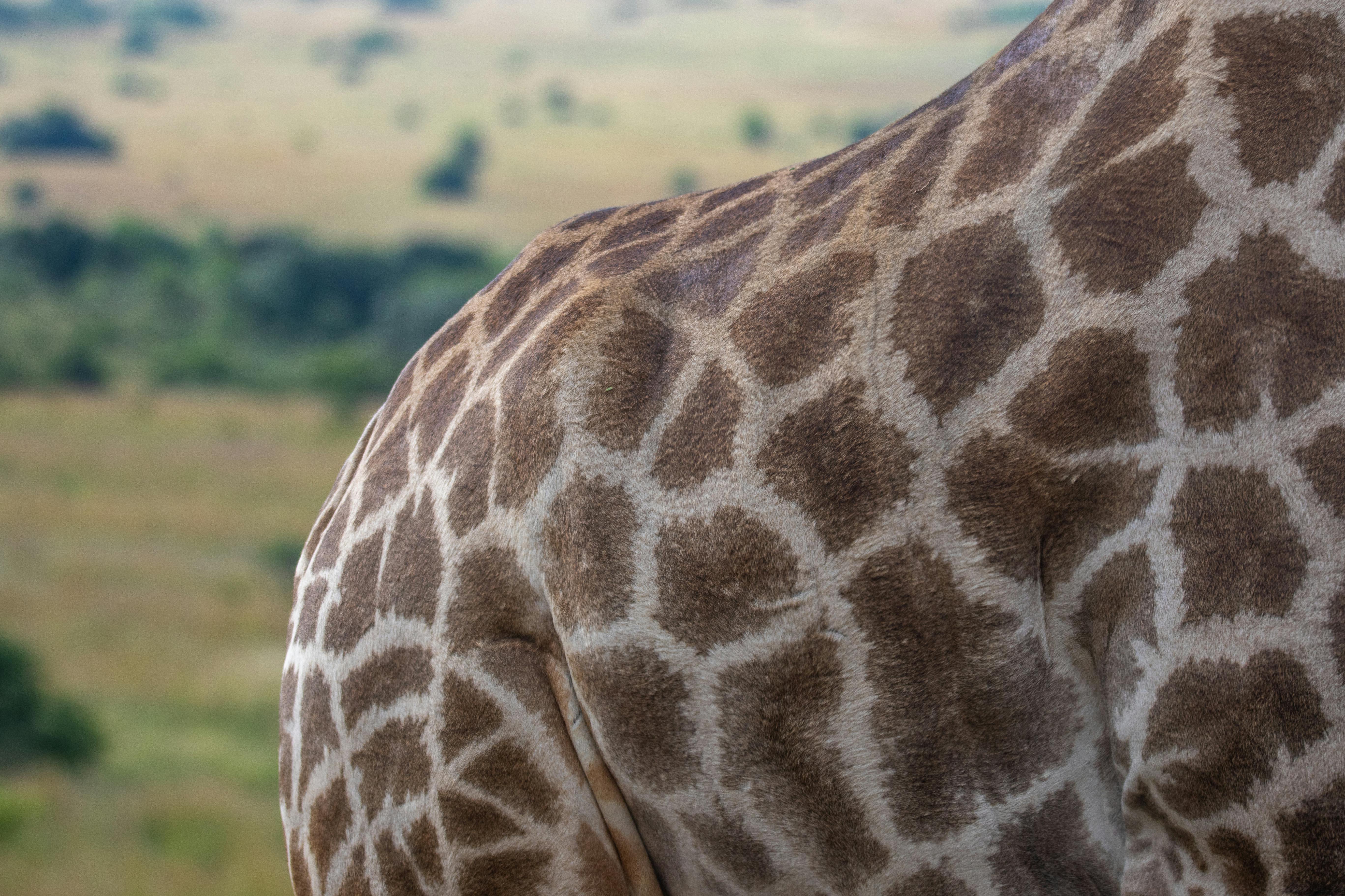 Close-up of a Giraffe's Body · Free Stock Photo