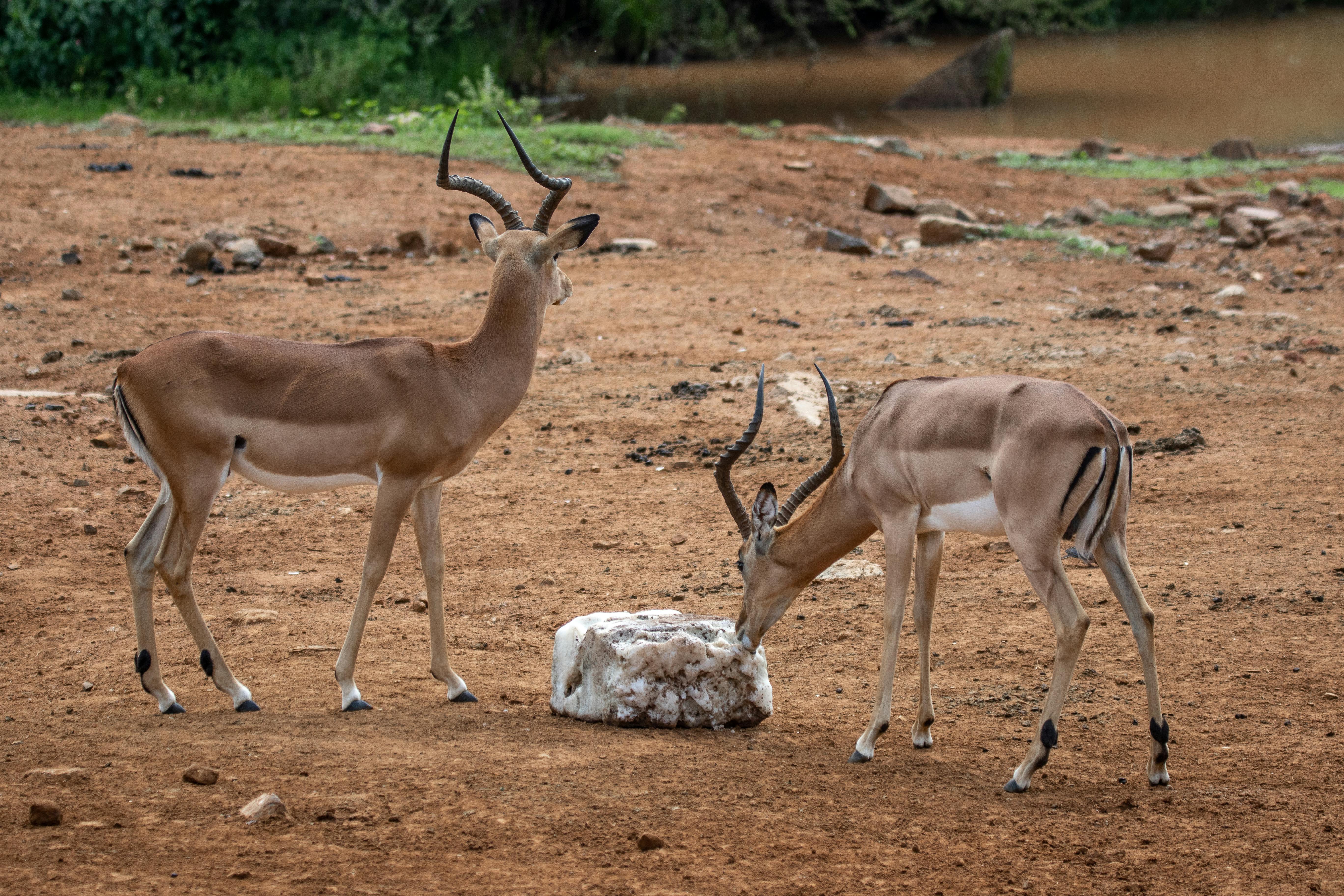 Impalas Looking For Food · Free Stock Photo