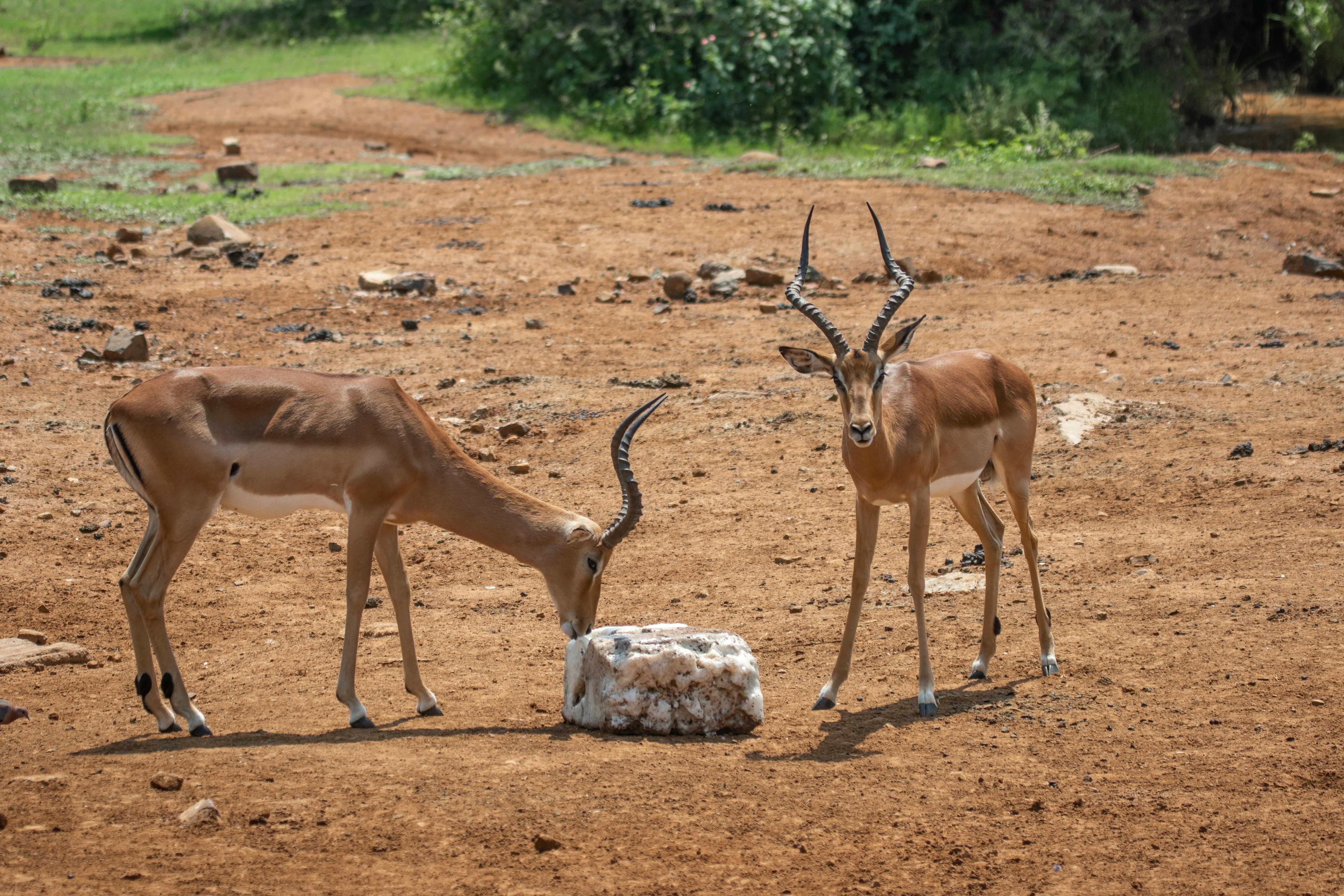 Impalas Searching for Food in the Safari · Free Stock Photo