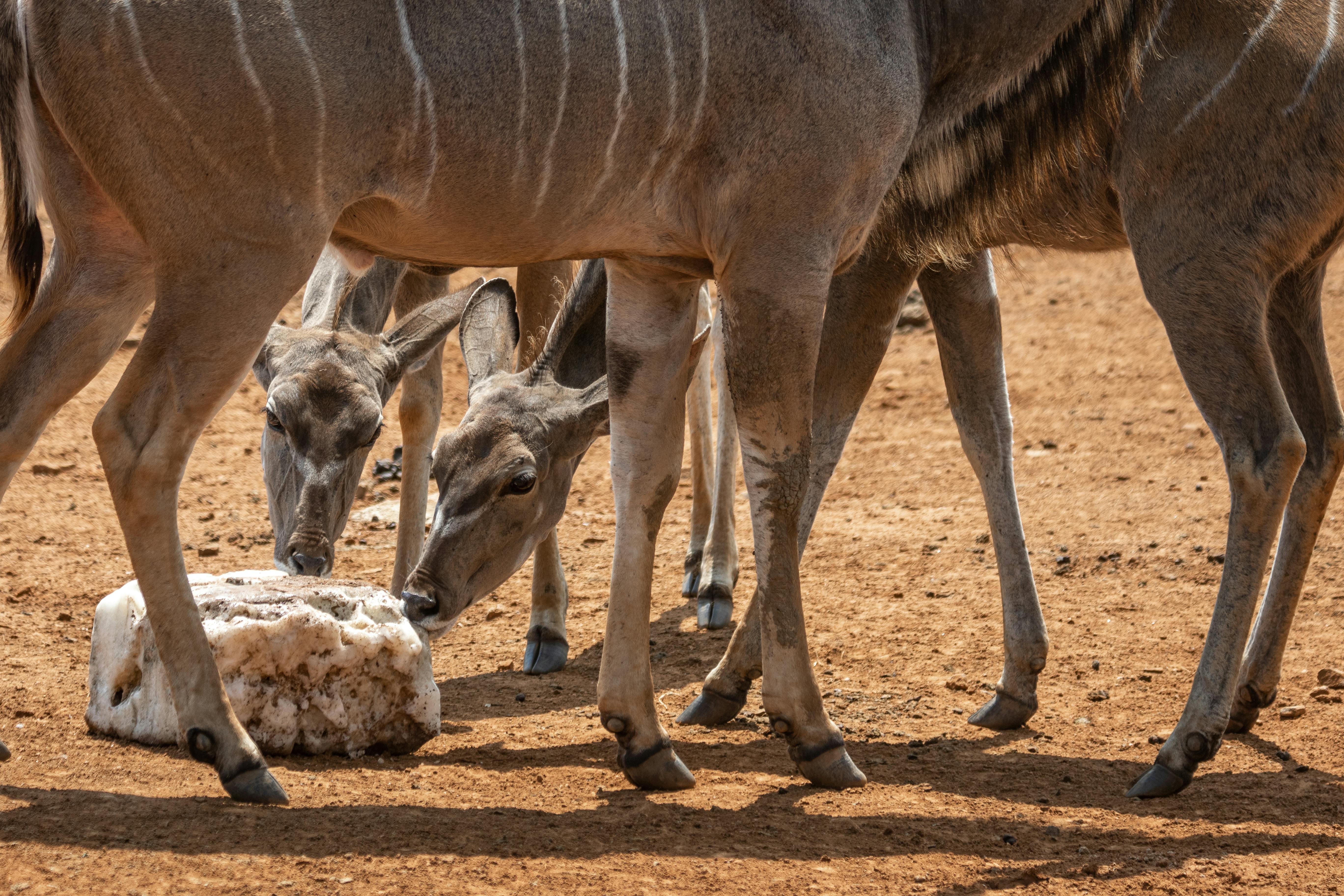 Close up of Antelopes · Free Stock Photo