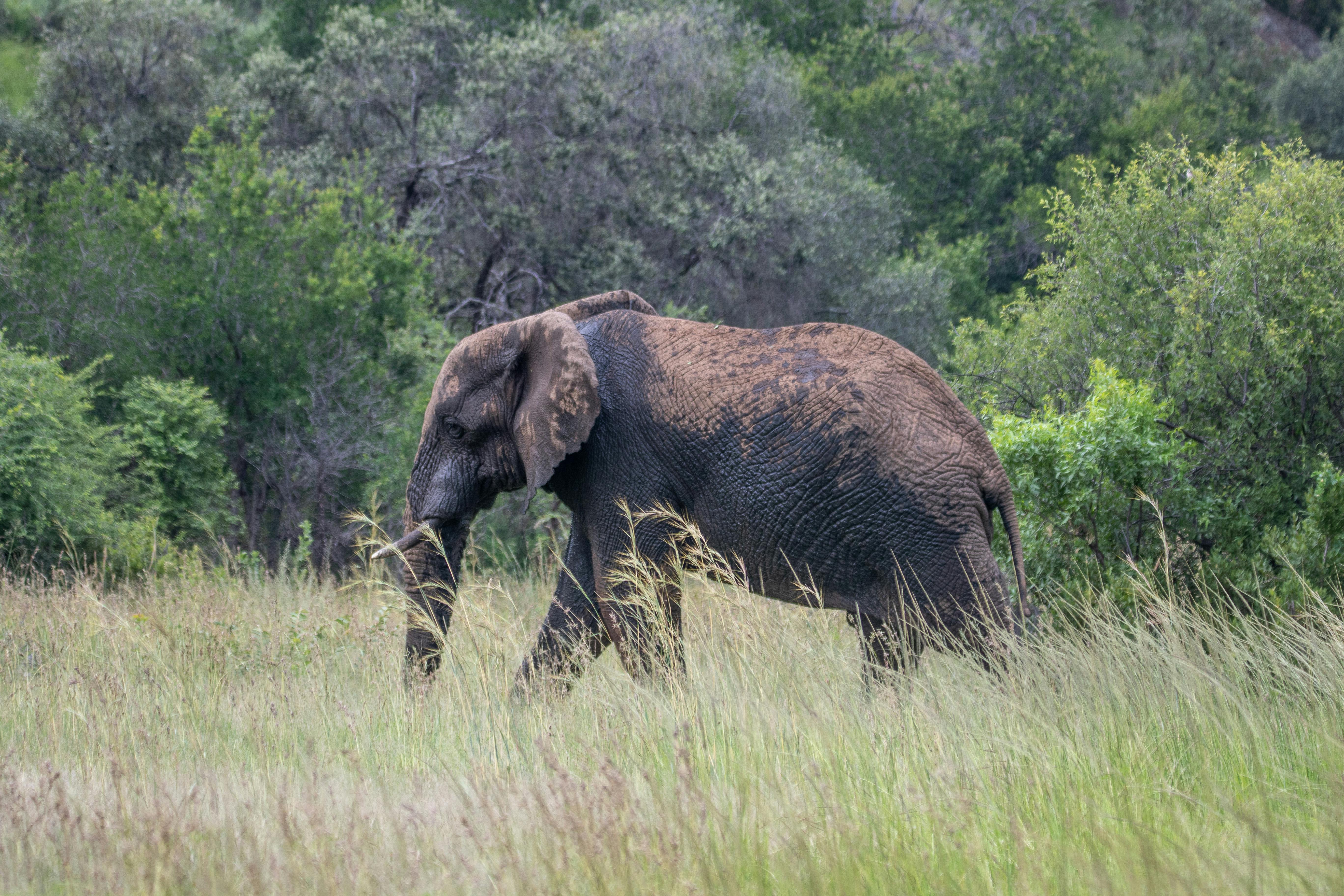 An Elephant Walking on a Grass Field · Free Stock Photo