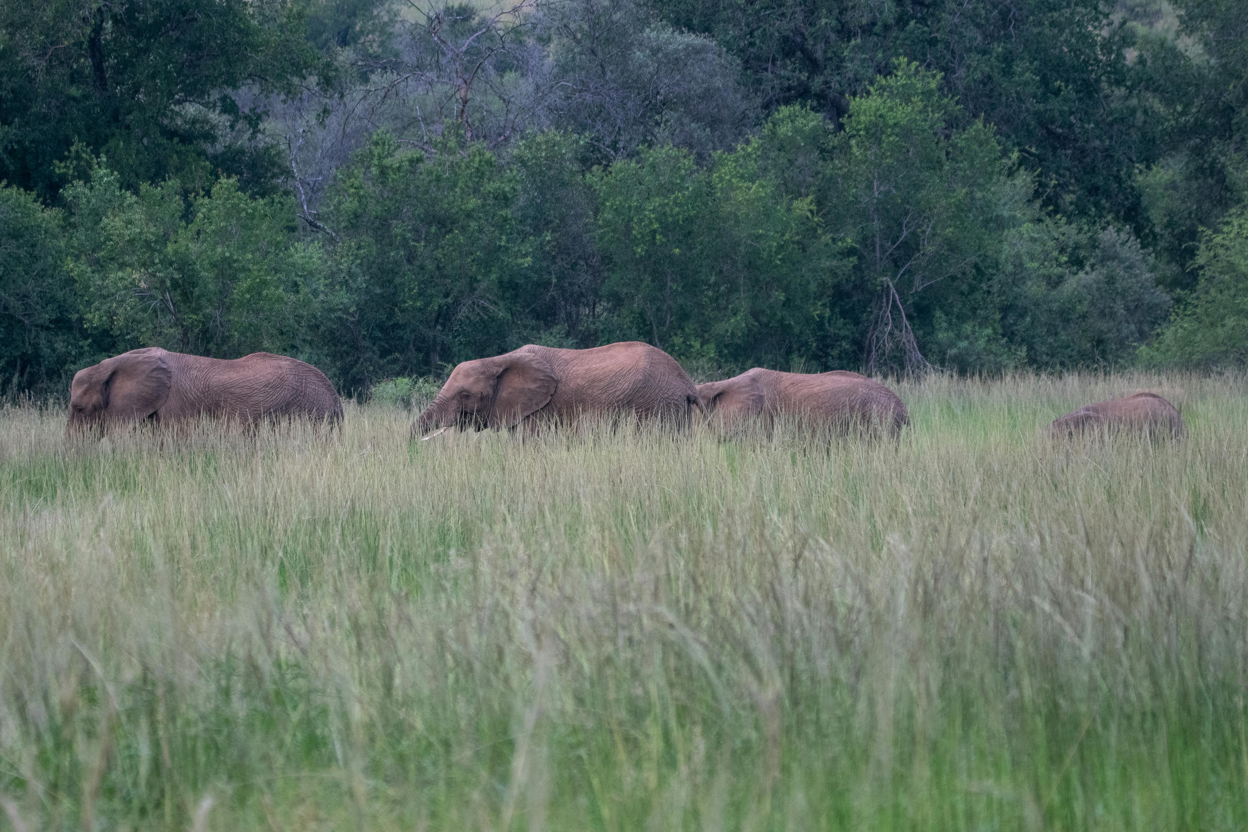 Elephants on a Grass Field · Free Stock Photo