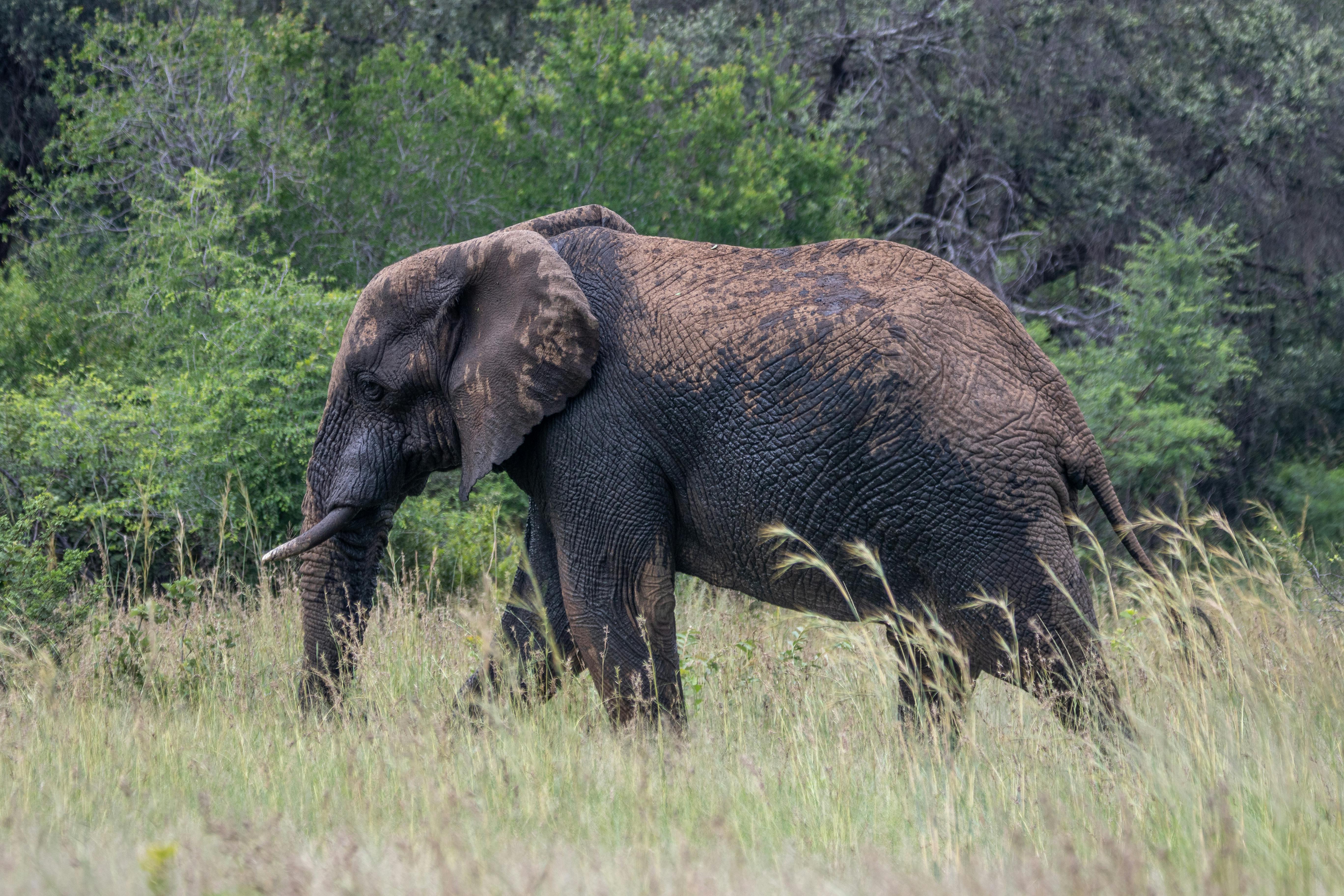 An Elephant Walking on a Grass Field · Free Stock Photo