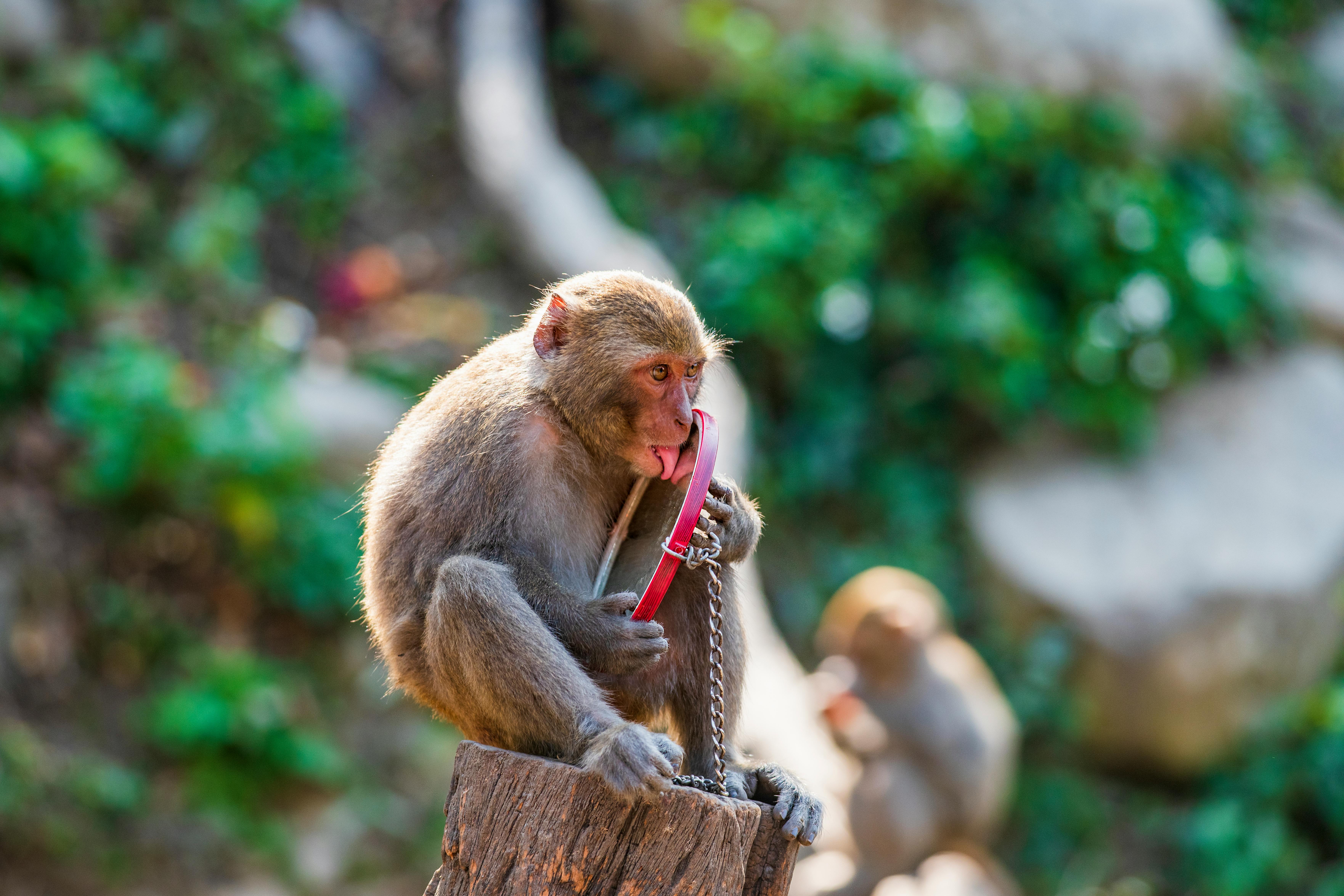 Selective Focus Photo of a Macaque Licking a Mirror · Free Stock Photo