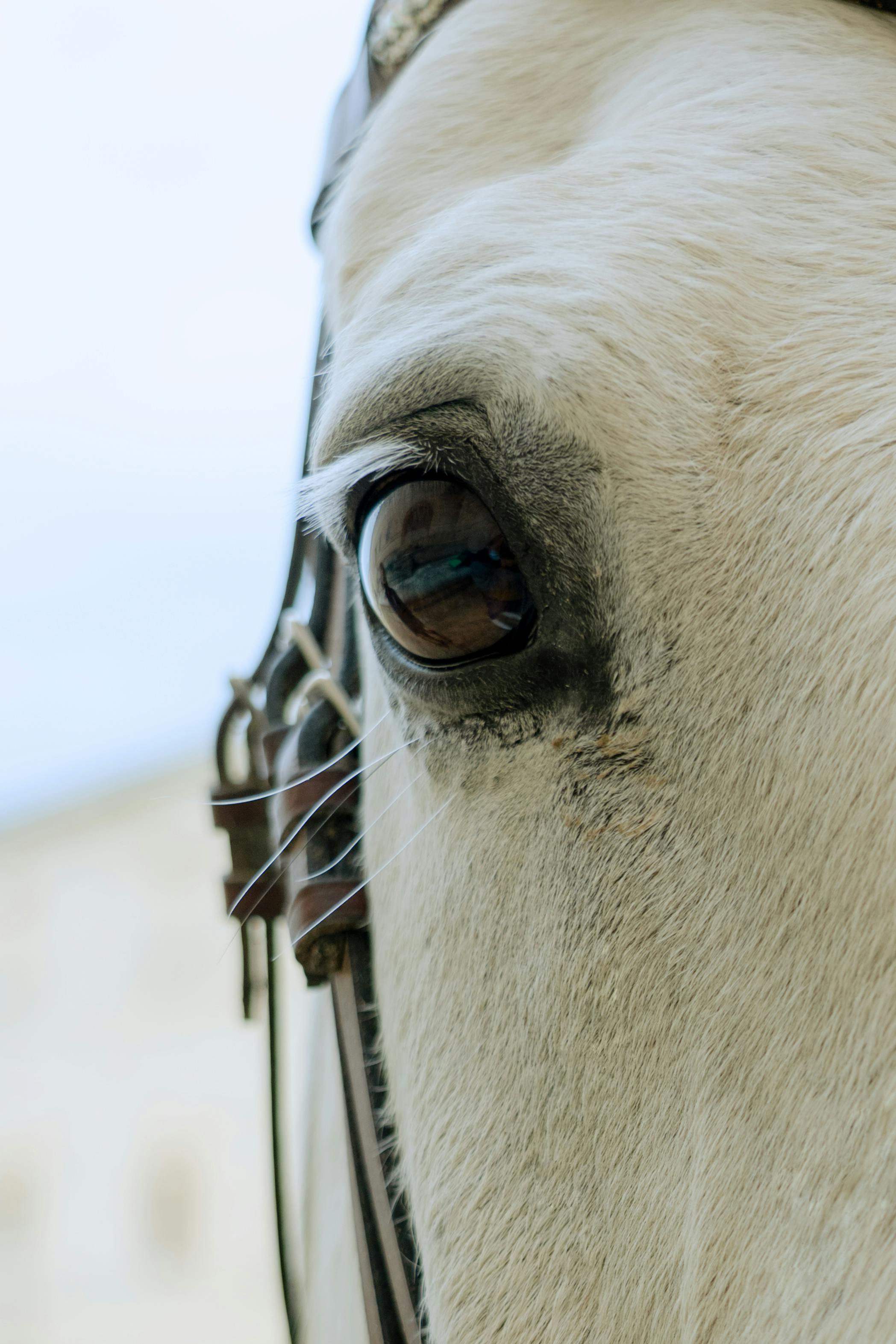 Detailed Bridle Photos, Download The BEST Free Detailed Bridle Stock ...