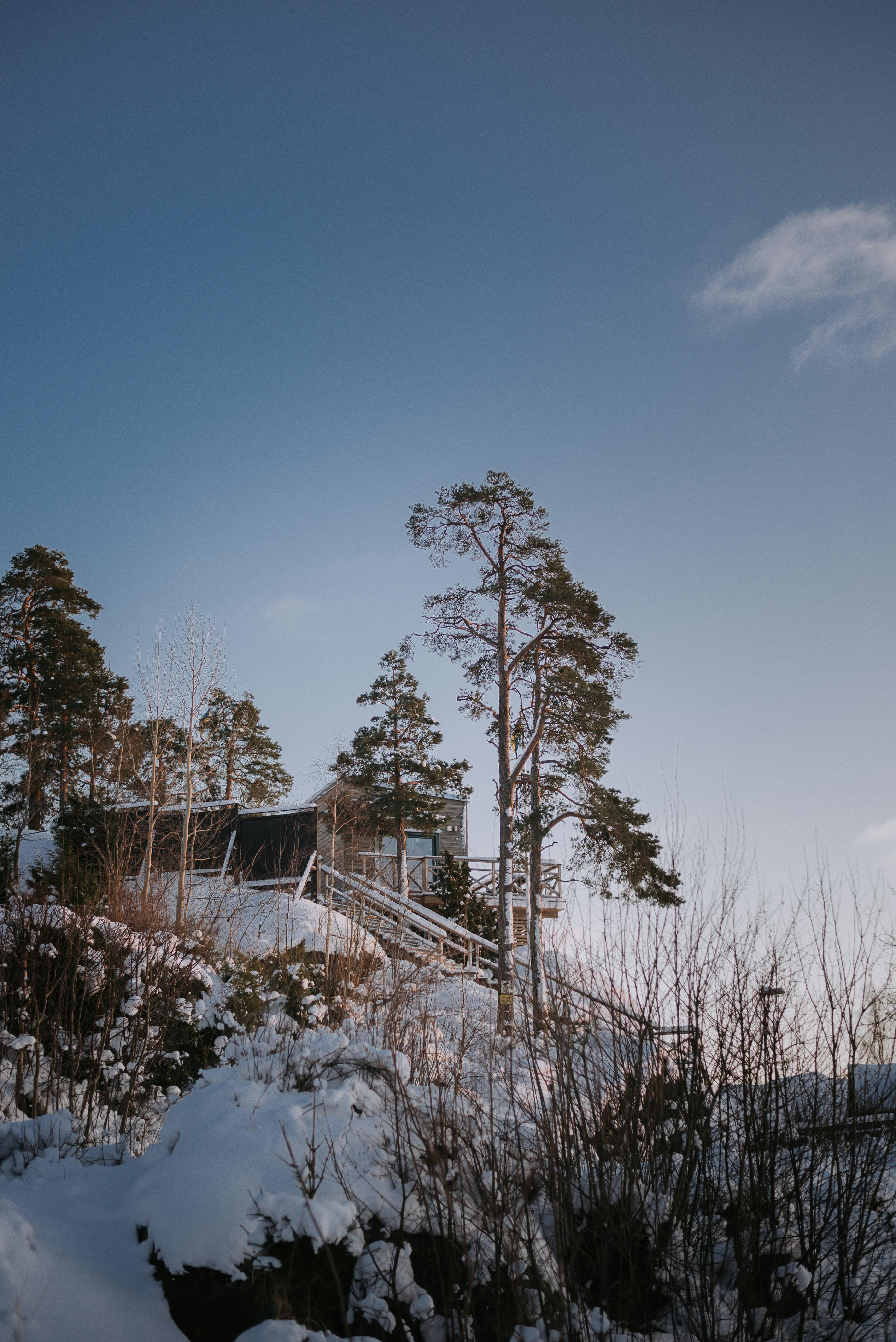 Trees and Building on Hill in Snow · Free Stock Photo