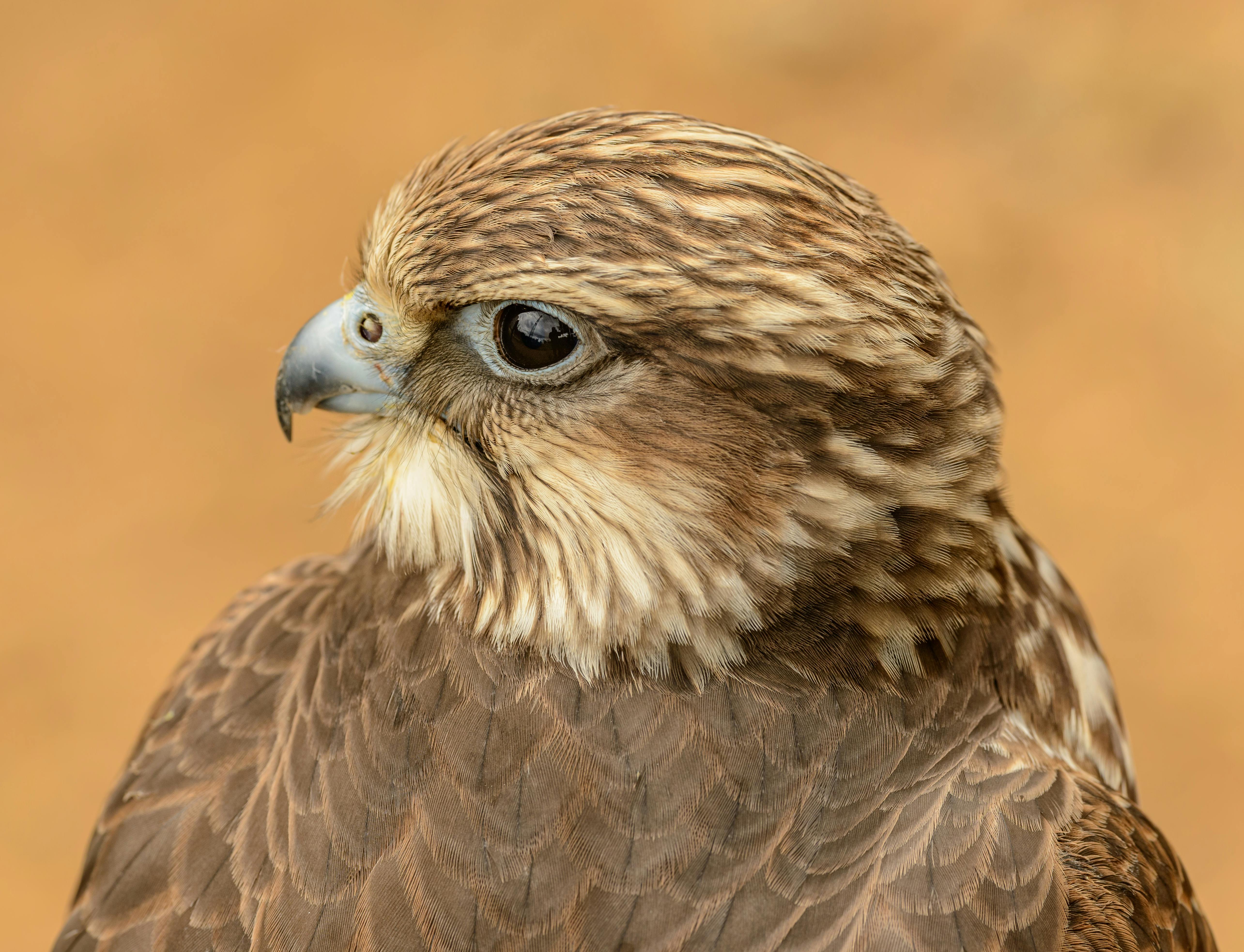 Close-Up Photo of a Brown Hawk's Head · Free Stock Photo