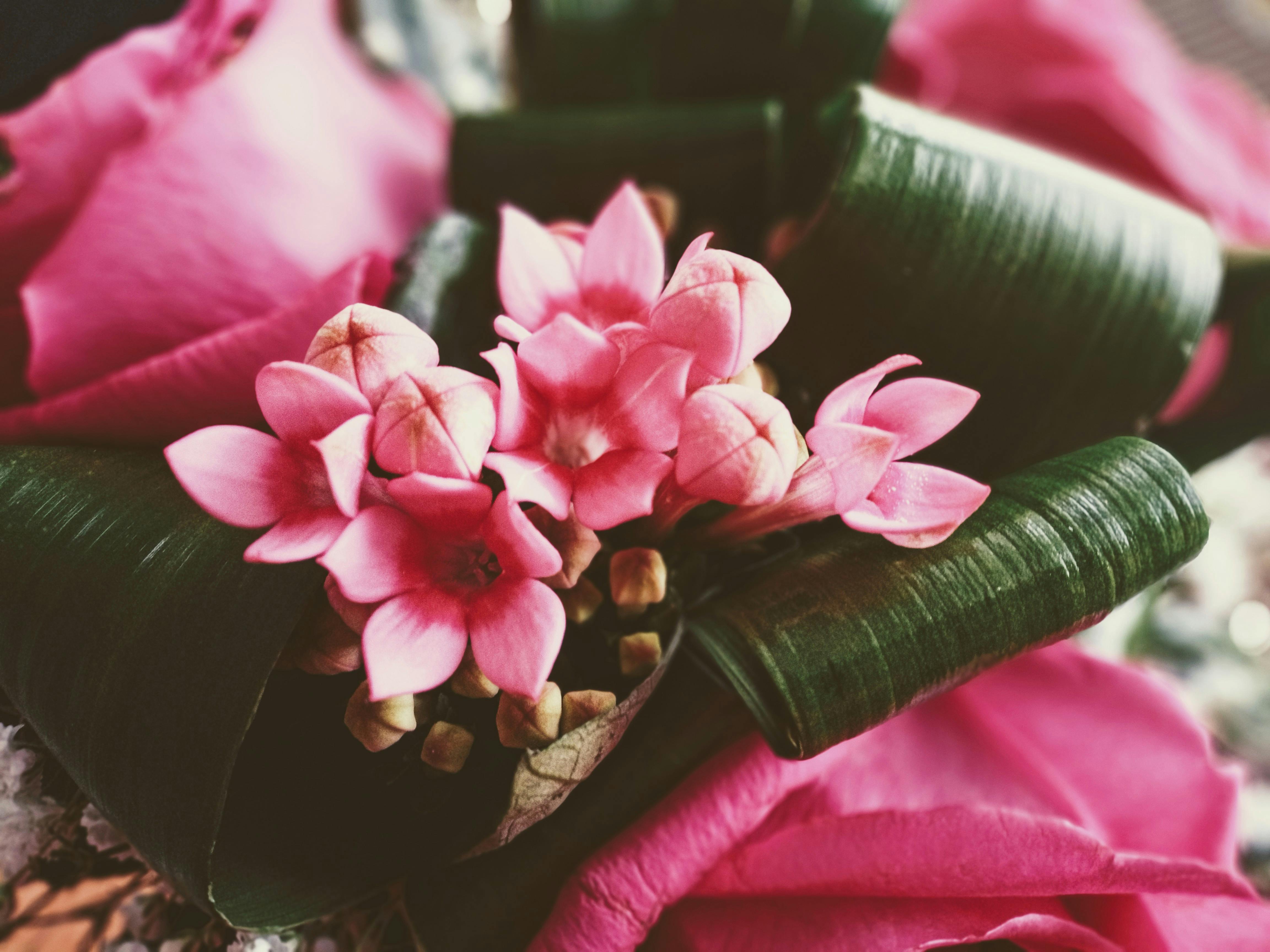 Sprig with blooming flowers and leaves on brown background · Free Stock ...