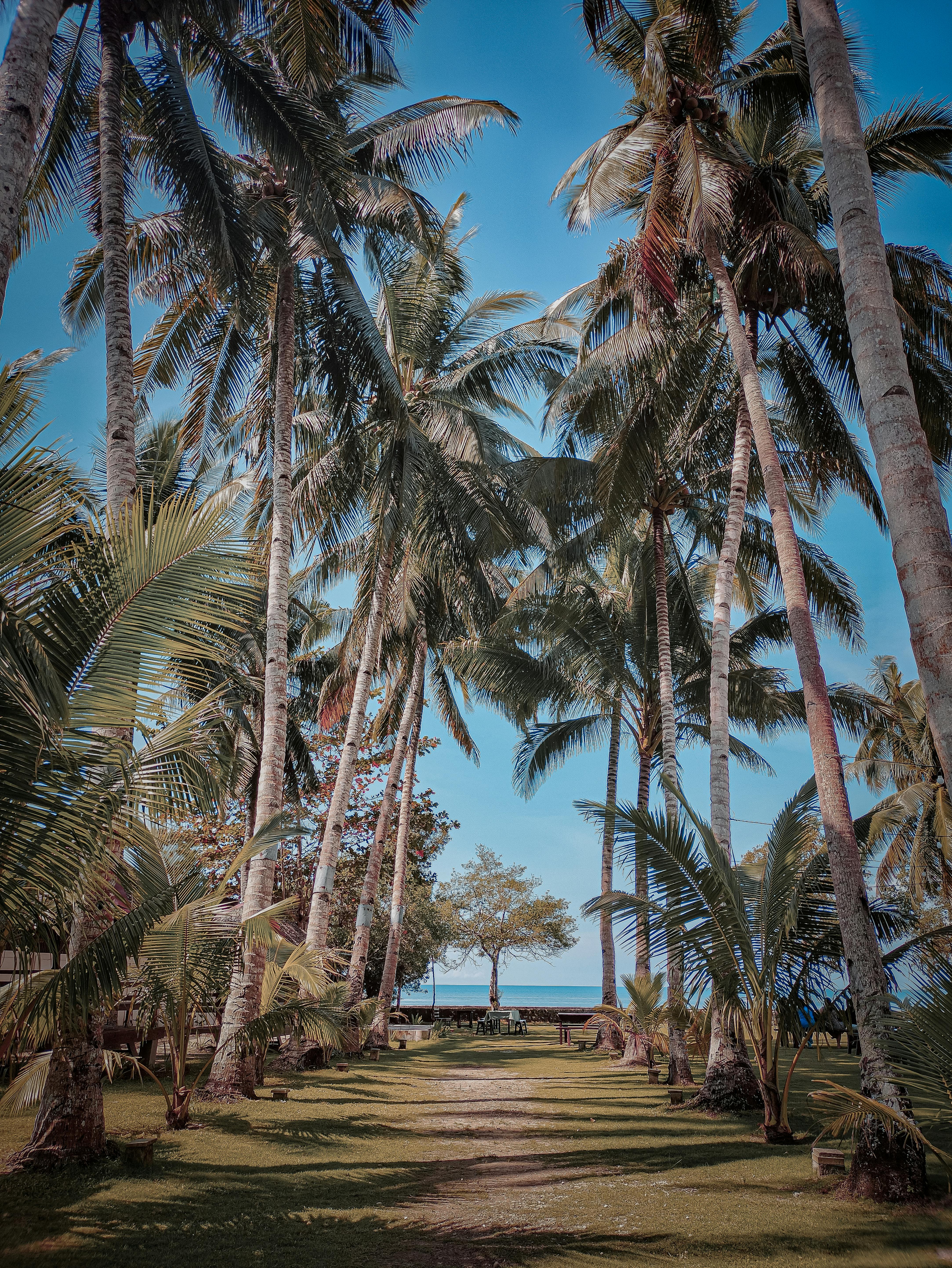 A Path Between Palm Trees Leading to an Ocean · Free Stock Photo