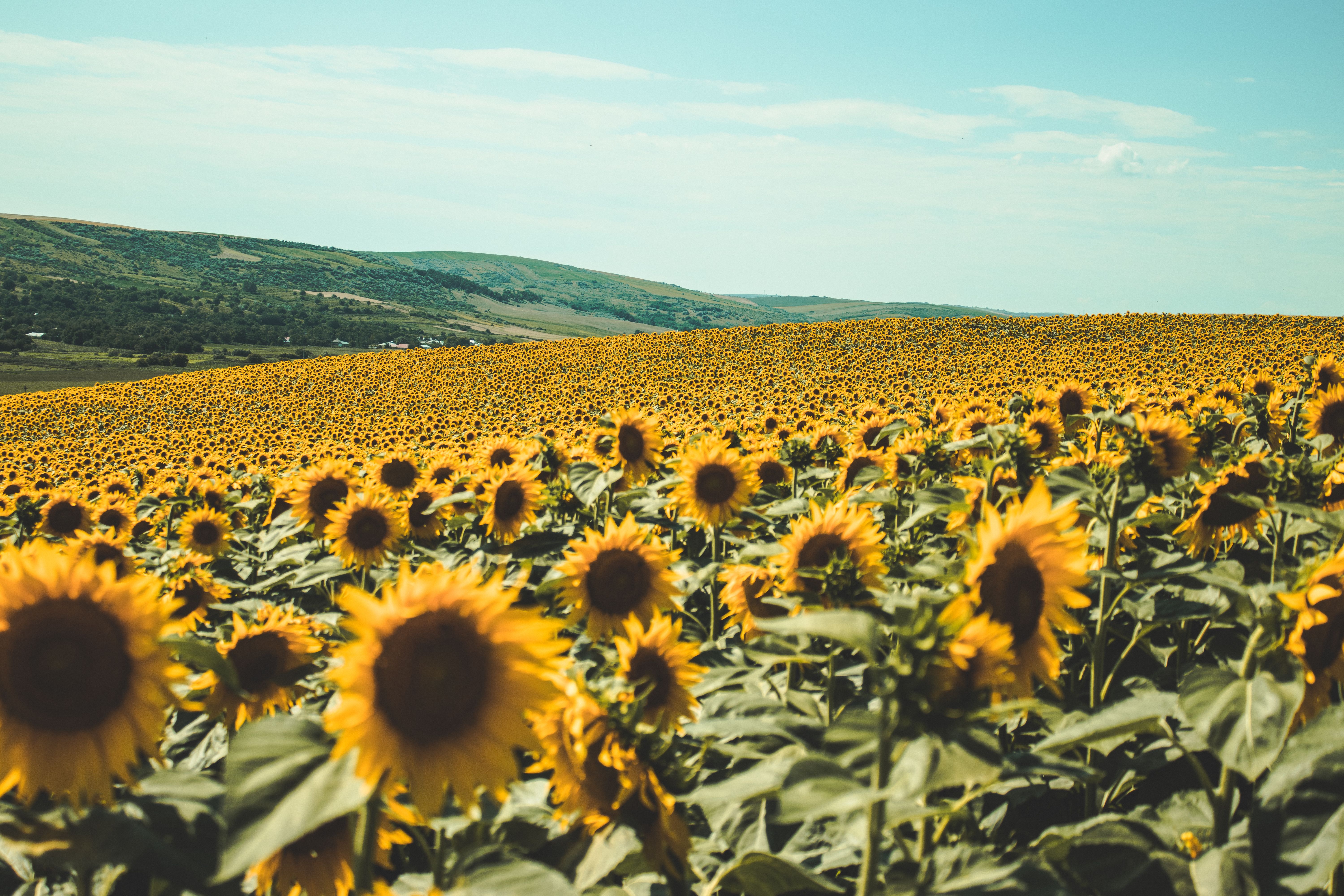 Green Aesthetic Crops Photos, Download The BEST Free Green Aesthetic ...