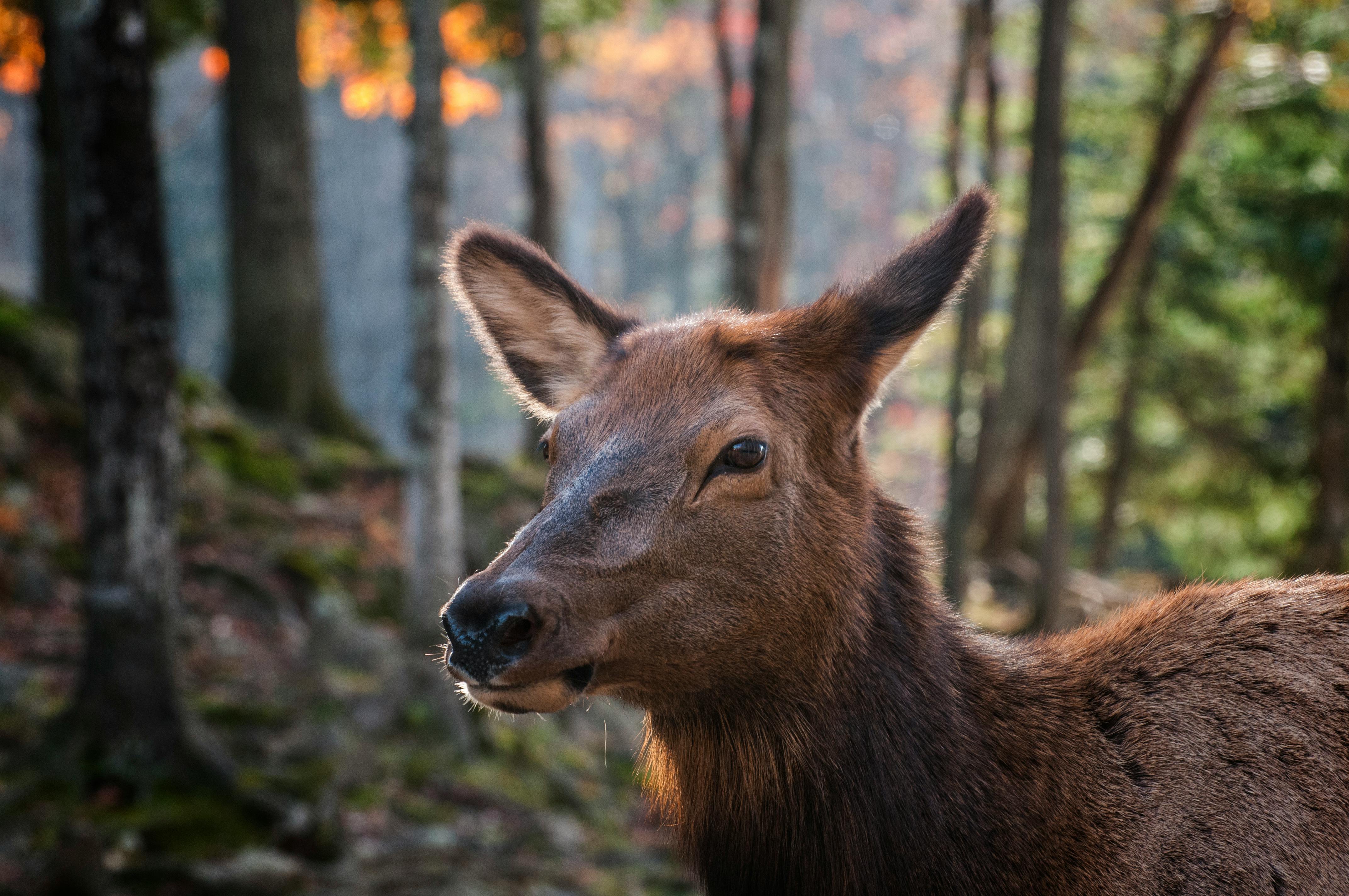 Free stock photo of antlers, canada, deer